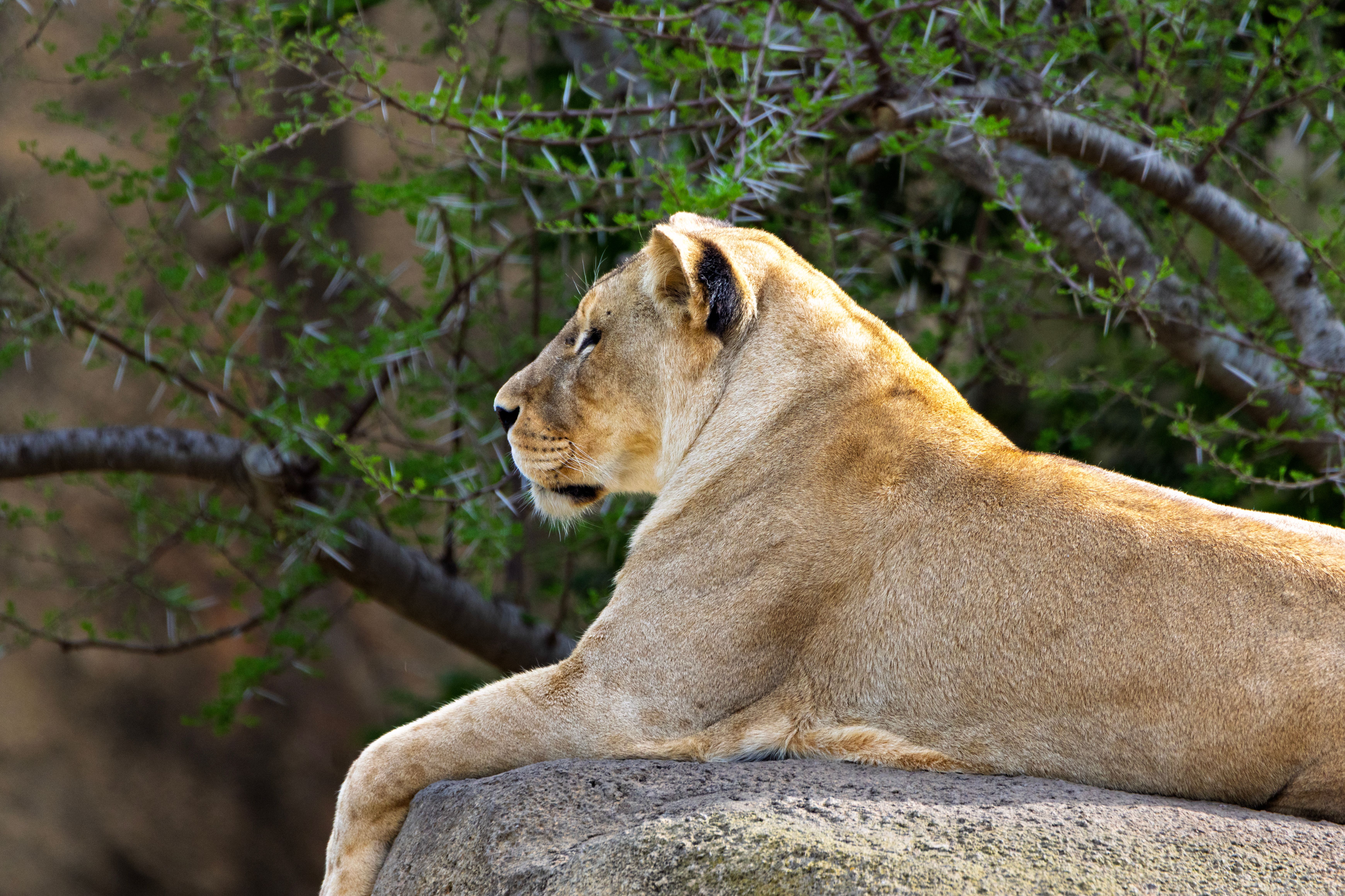 Lion Matches Photos, Download The BEST Free Lion Matches Stock Photos ...