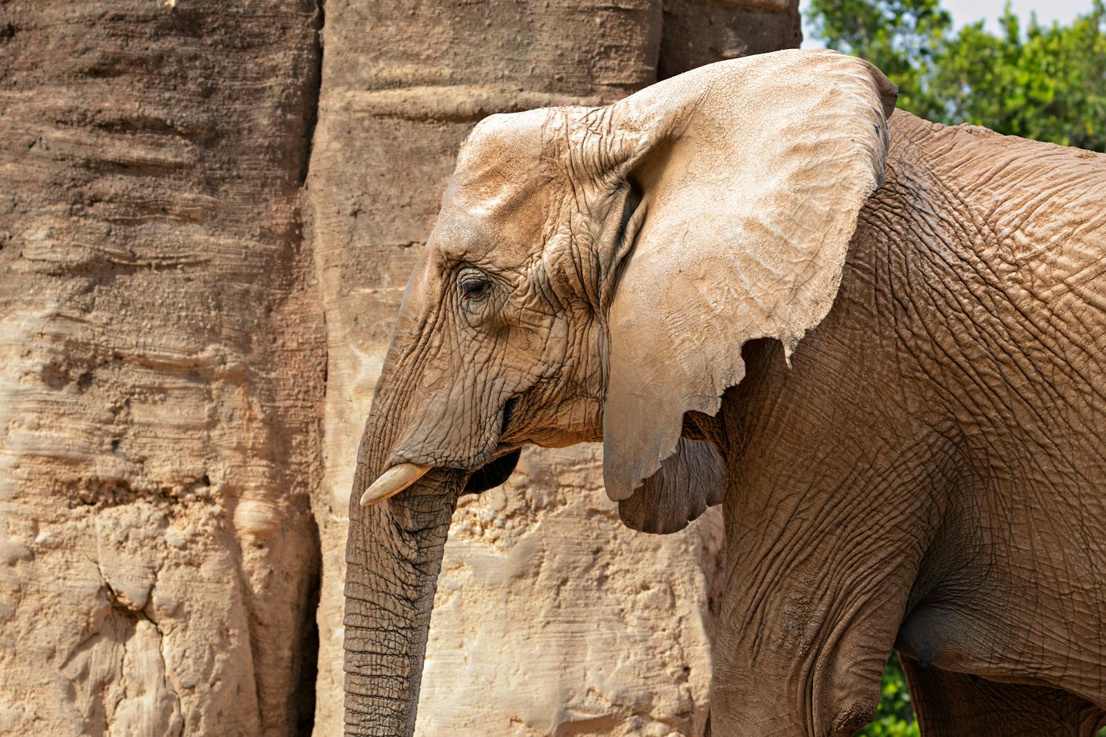 Elephant No Background Photos, Download The BEST Free Elephant No ...