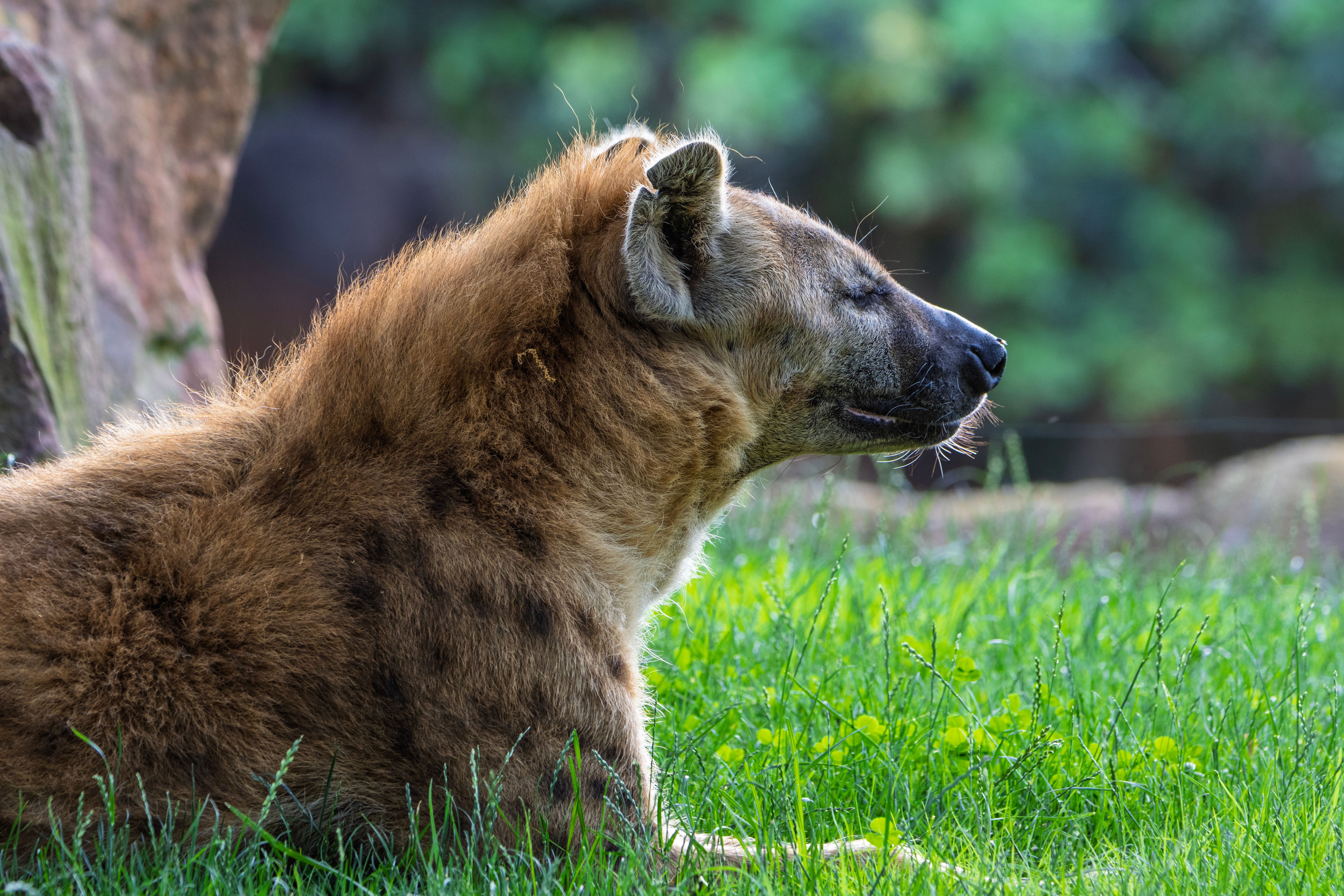 A Hyena Photos, Download The BEST Free A Hyena Stock Photos & HD Images