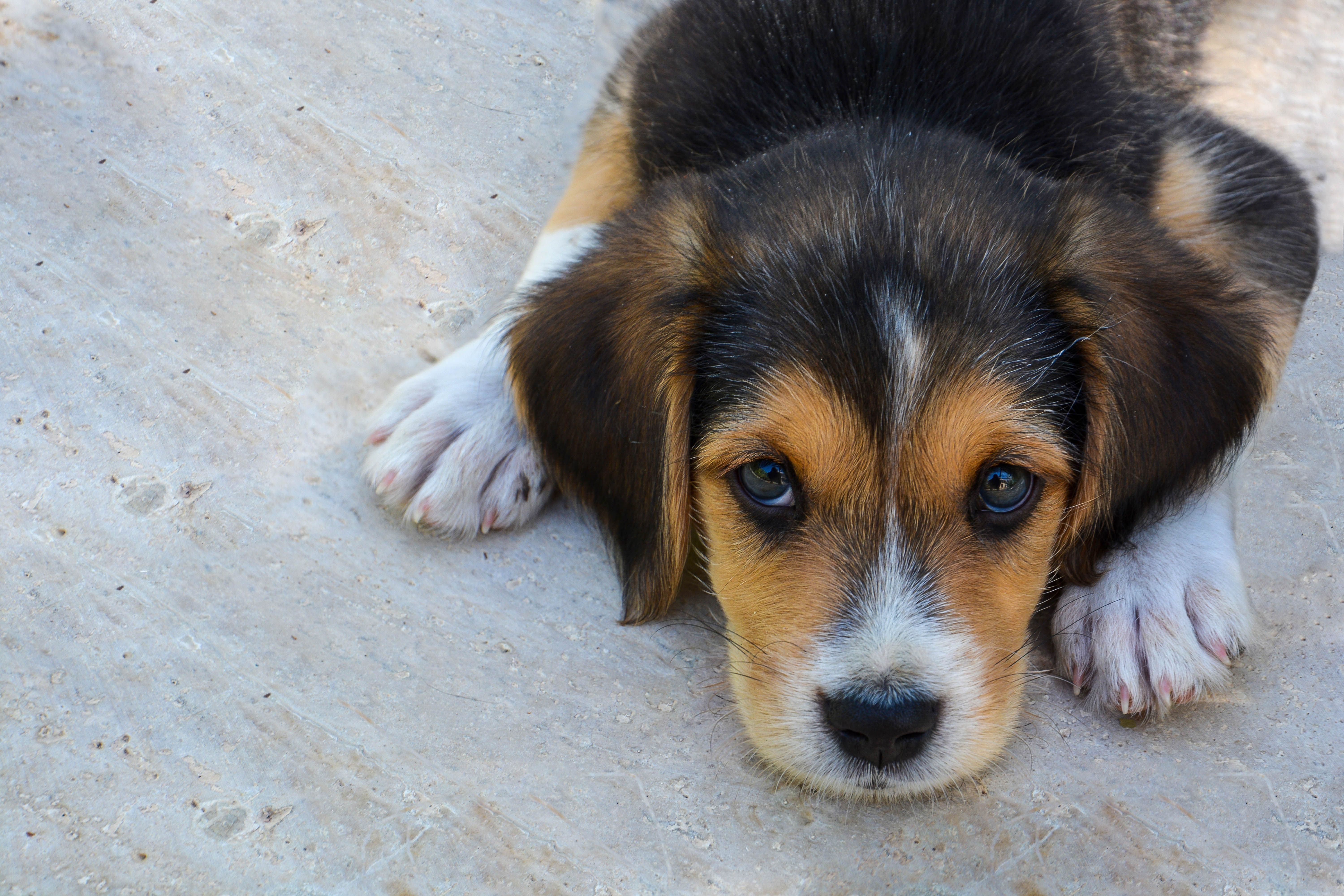 Beagle Puppy Photos, Download The BEST Free Beagle Puppy Stock Photos ...