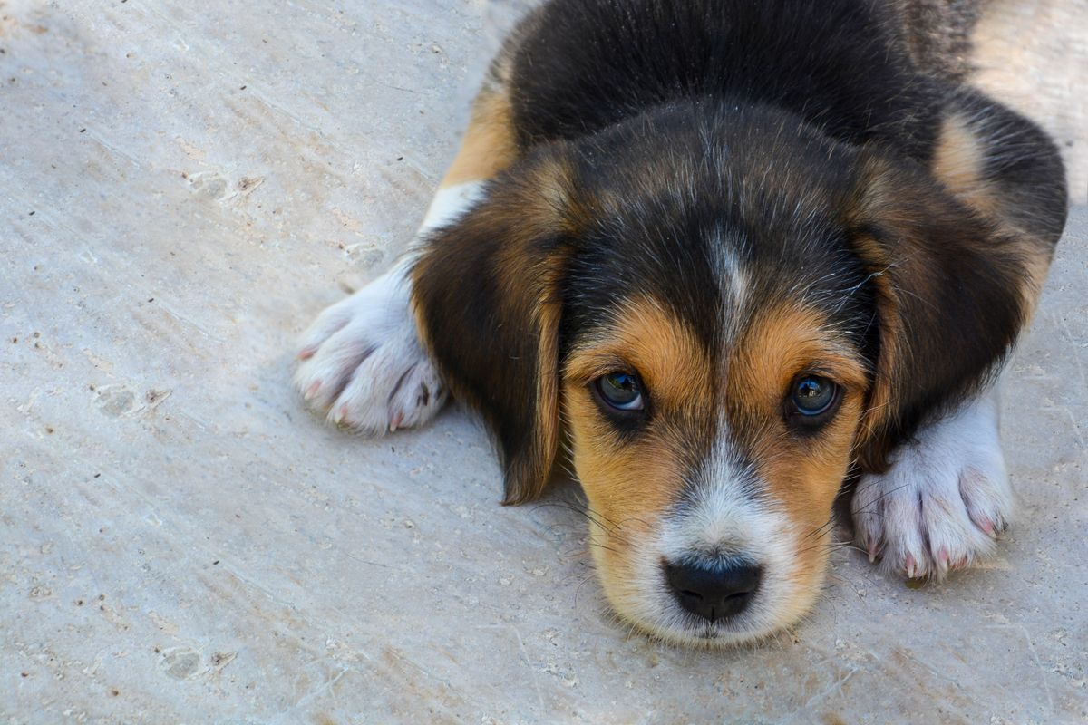Sad Puppy Photos, Download The BEST Free Sad Puppy Stock Photos & HD Images