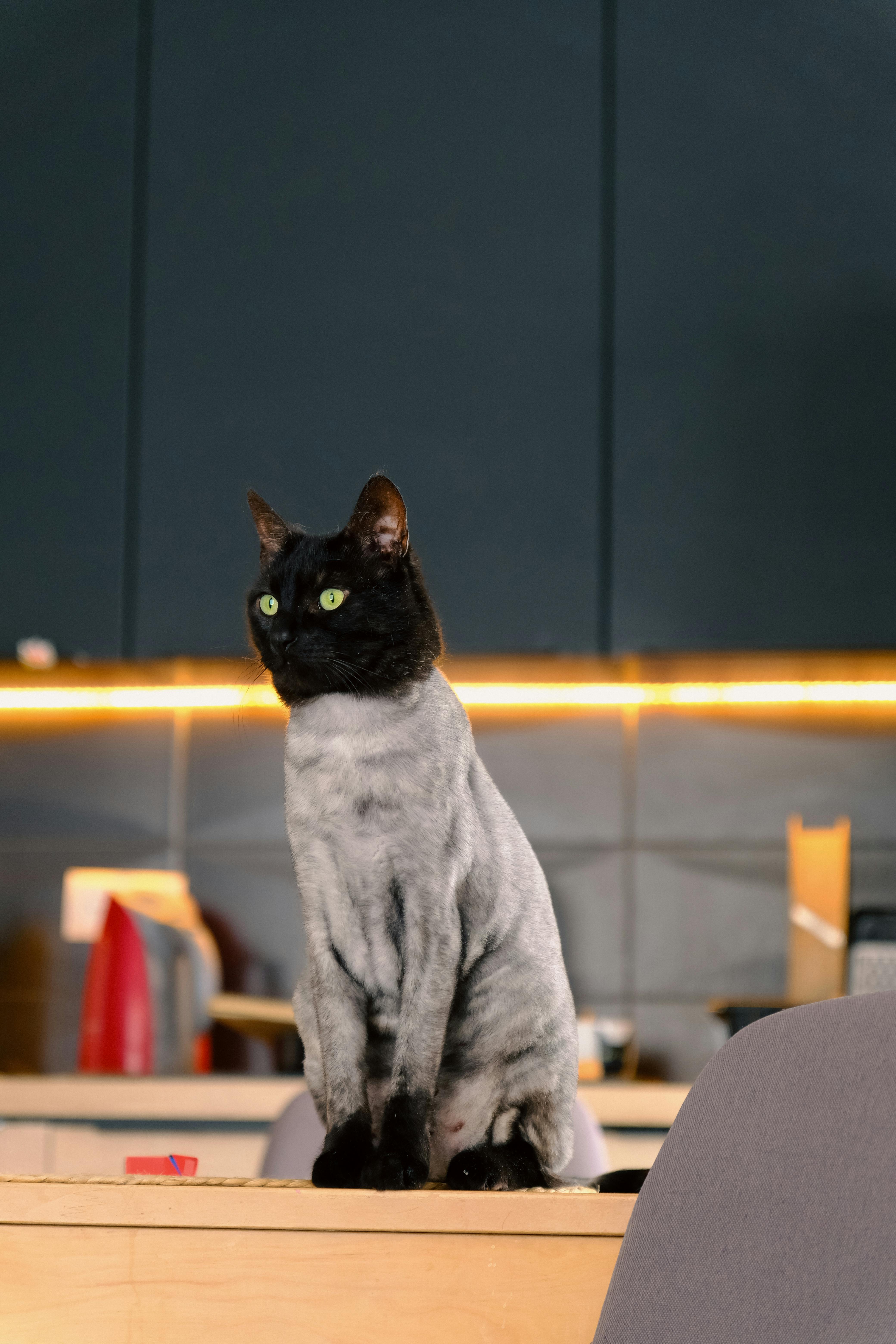 Cat Nba Photos, Download The BEST Free Cat Nba Stock Photos & HD Images