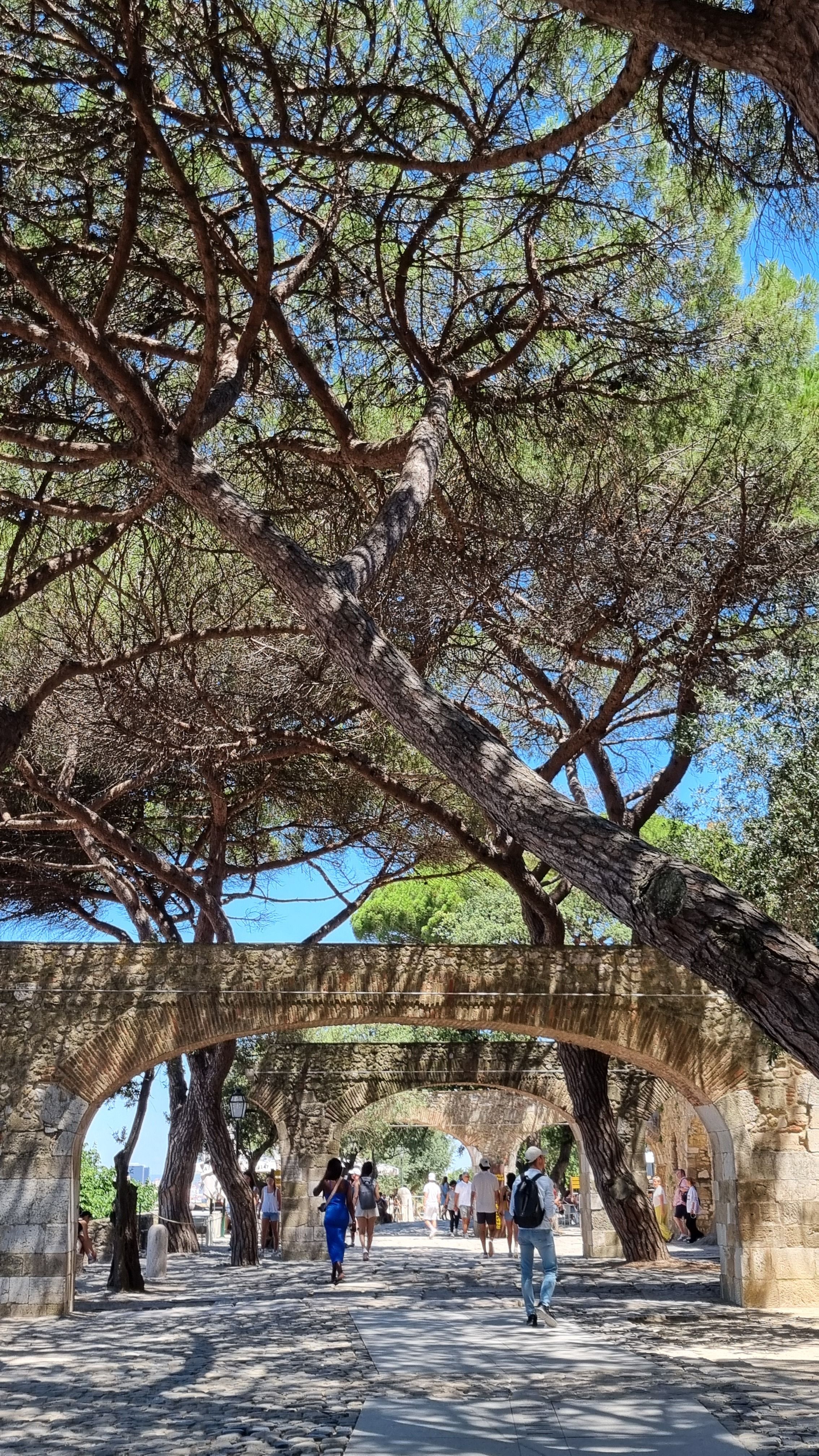 Scenic Stone Archway Under Pine Trees · Free Stock Photo