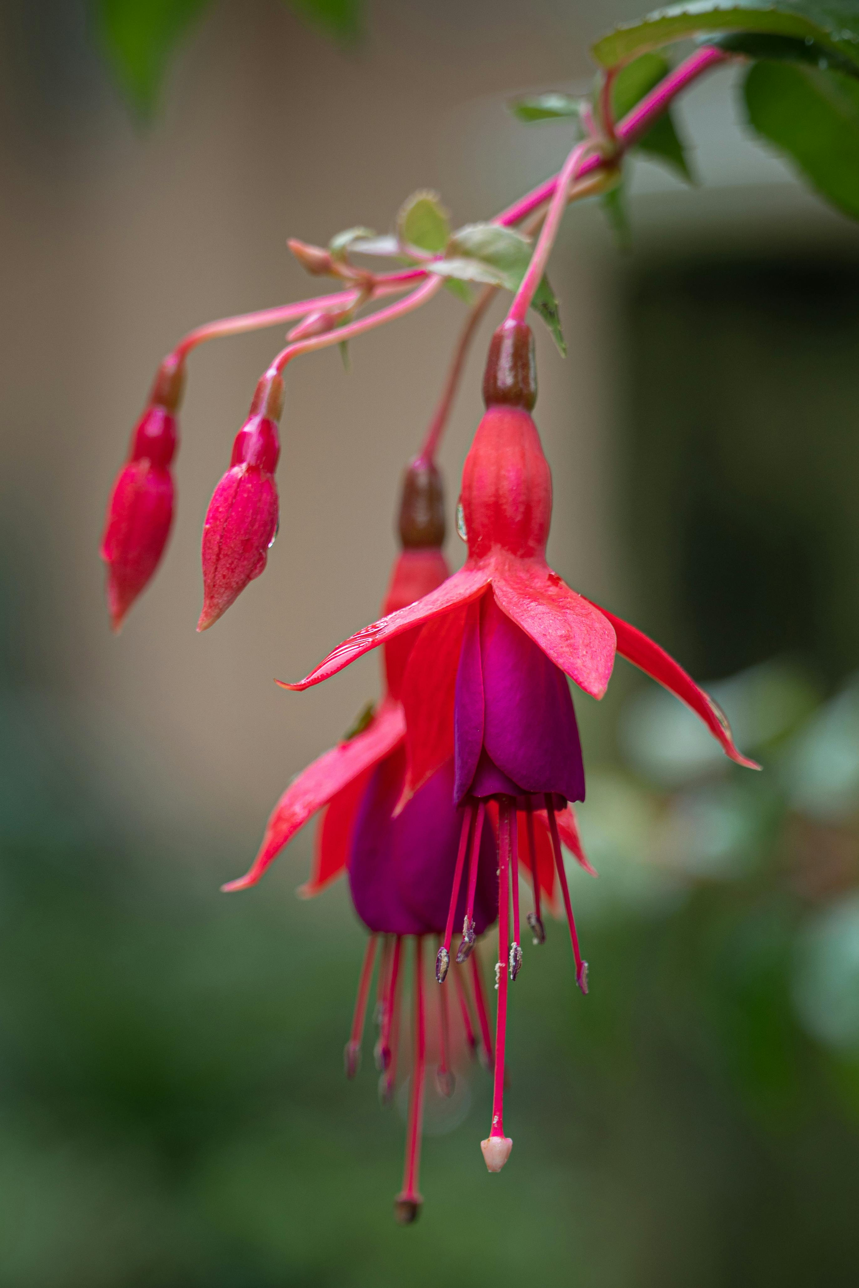 Vibrant Fuchsia Flowers in Springtime Bloom · Free Stock Photo