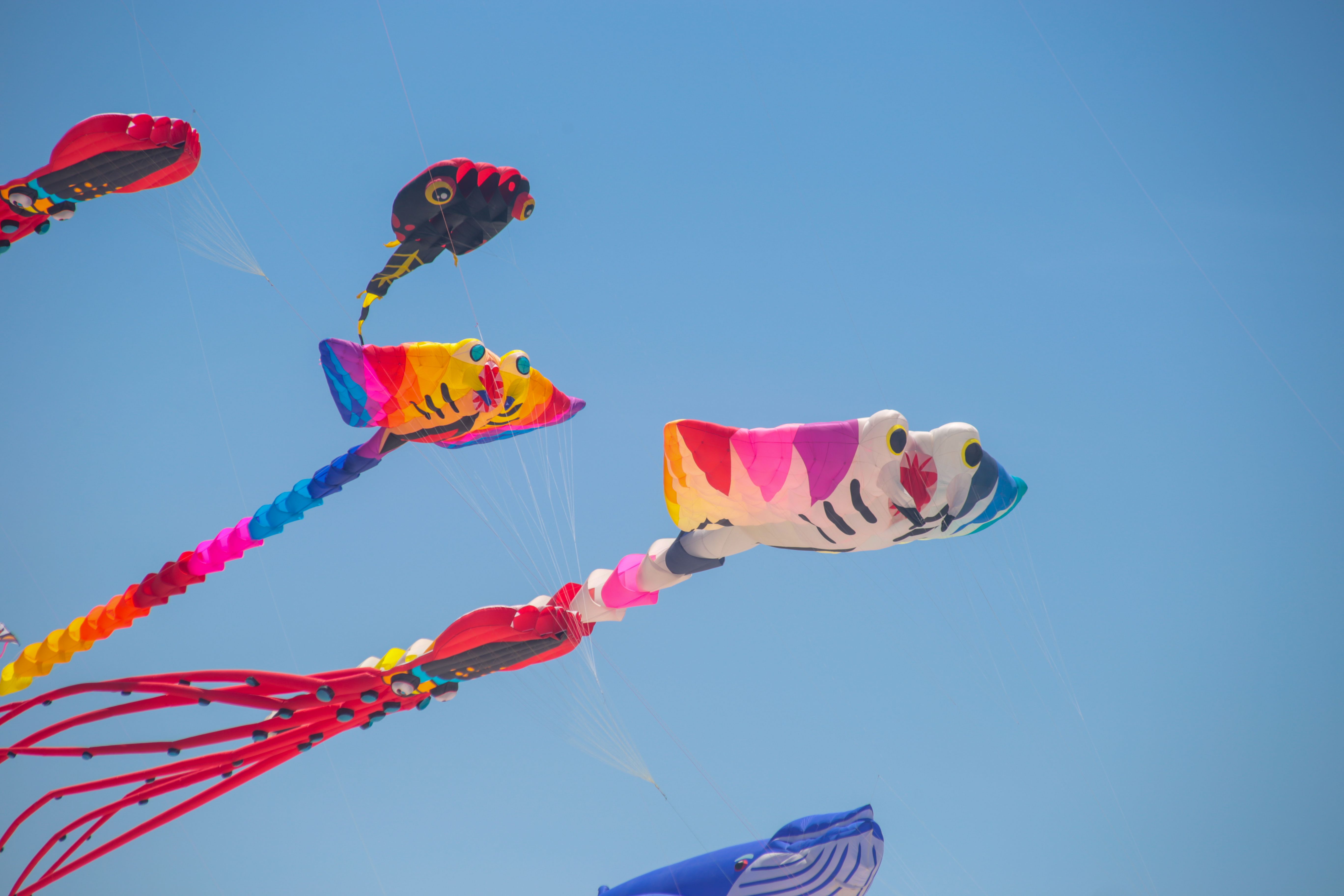 Cerfs Volants Colorés En Forme D'animaux Dans Le Ciel Bleu · Photo gratuite