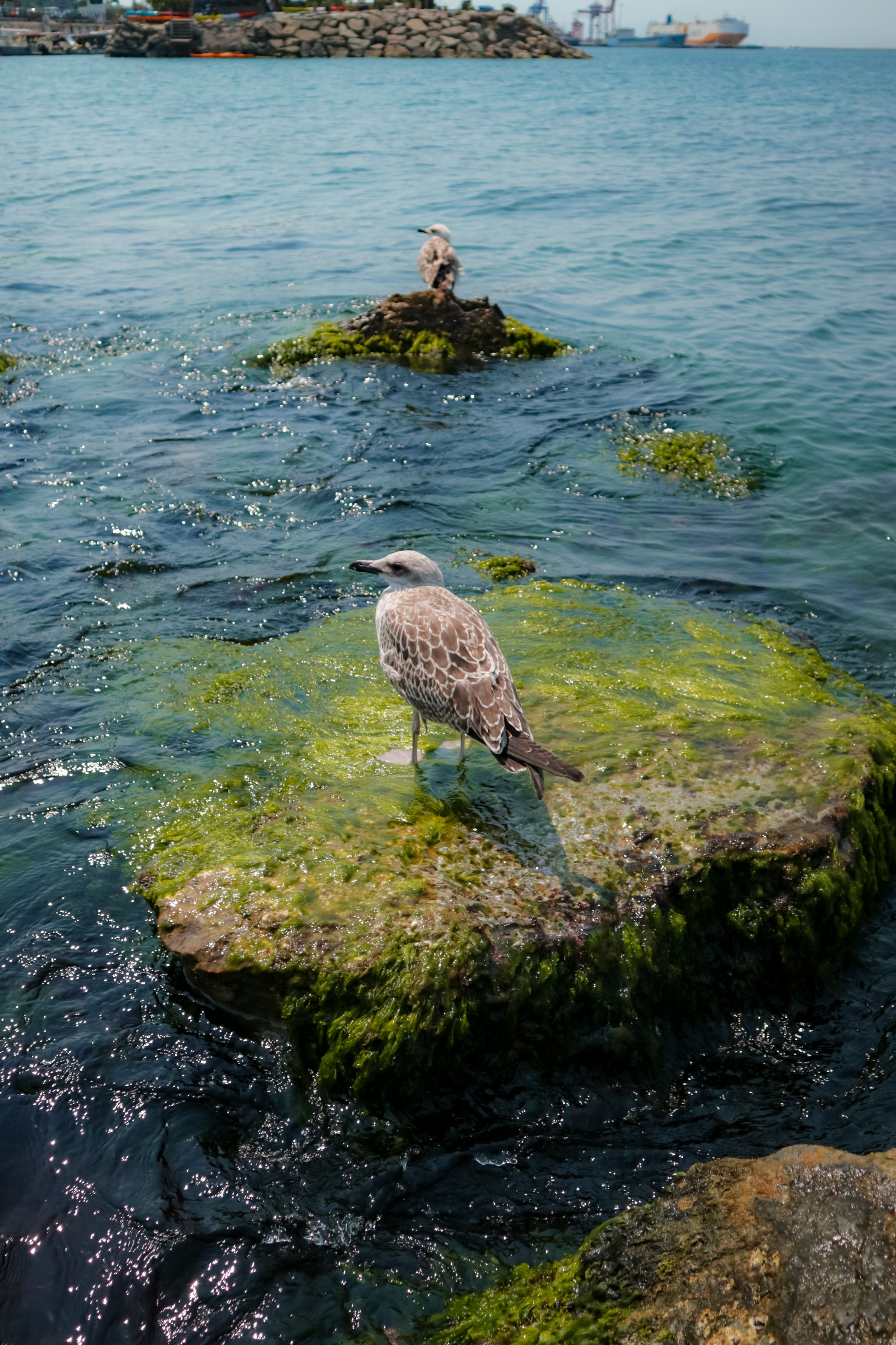Algae Images Photos, Download The BEST Free Algae Images Stock Photos ...