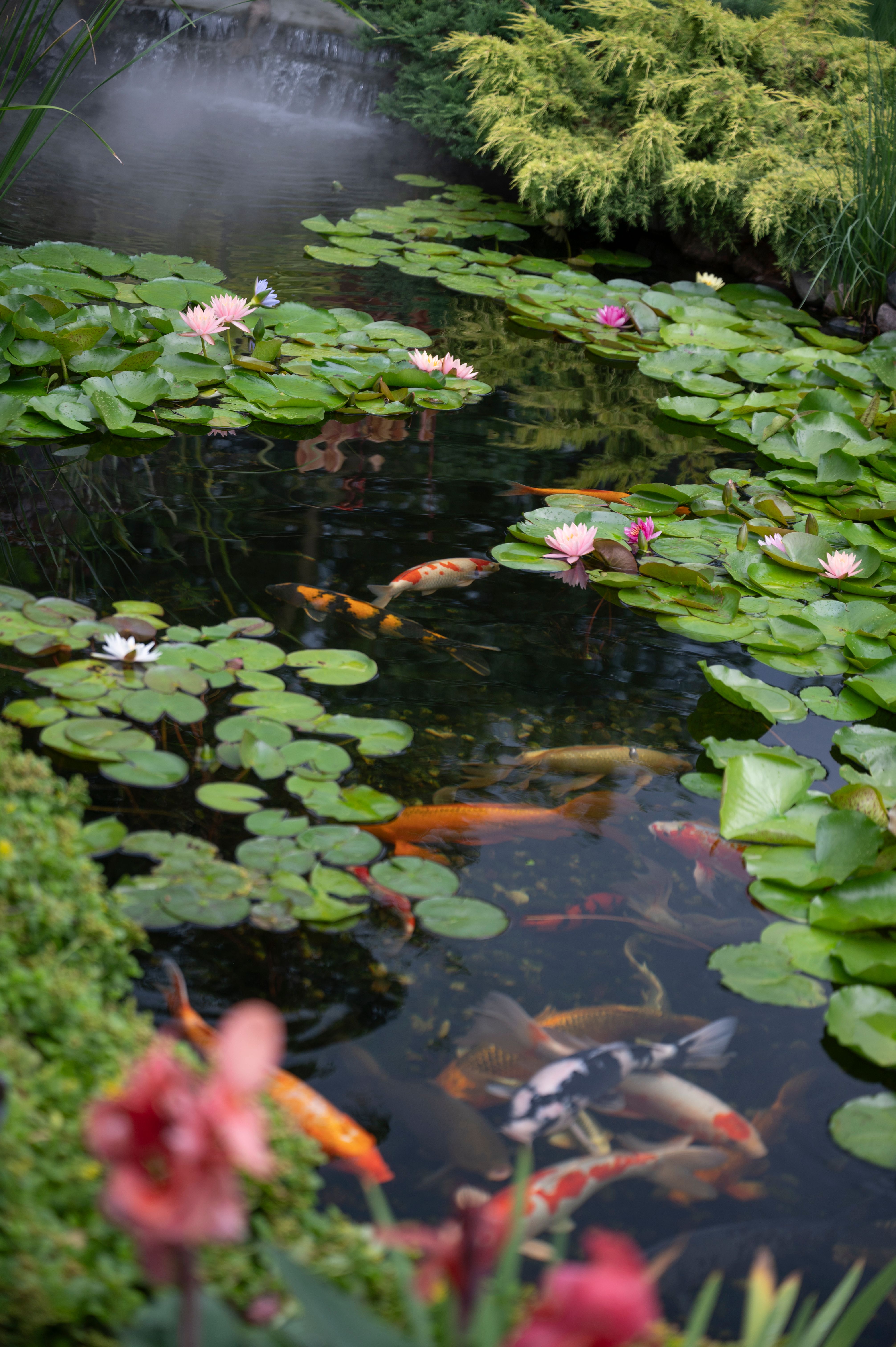 Tranquil Garden Pond with Colorful Koi Fish · Free Stock Photo