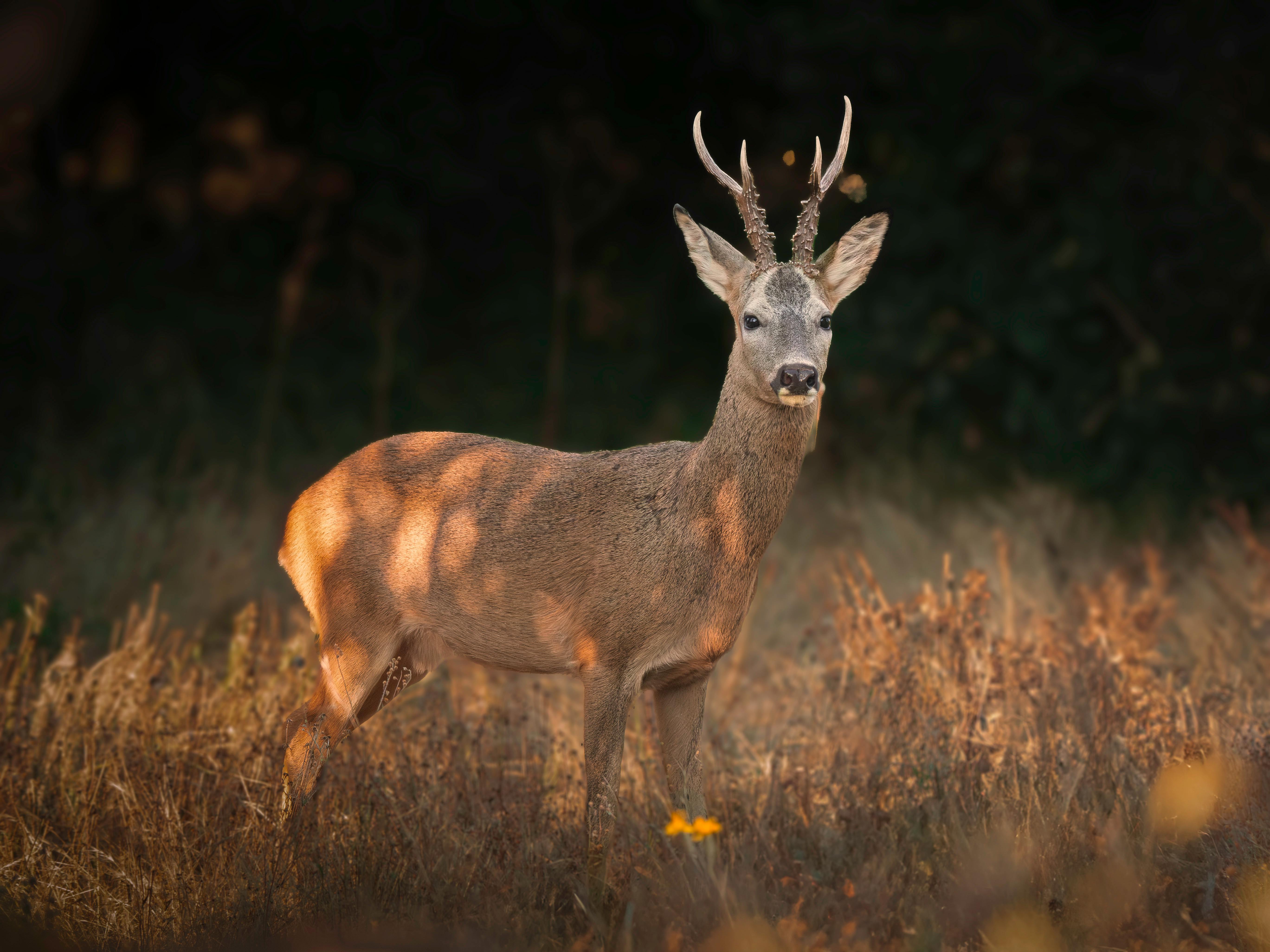 Fall Treescapes Photos, Download The BEST Free Fall Treescapes Stock ...