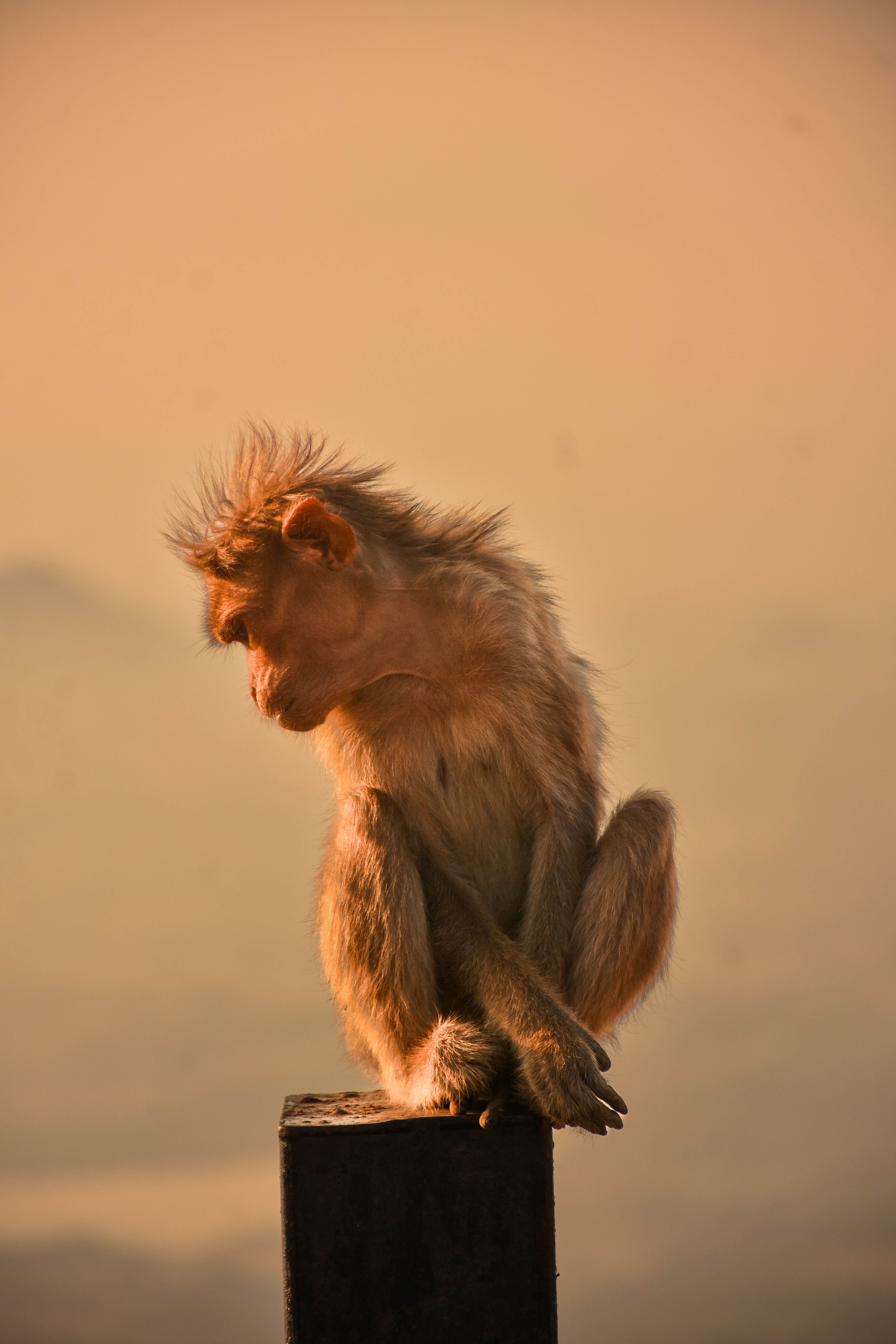 Wild Animal Portrait Photos, Download The BEST Free Wild Animal ...