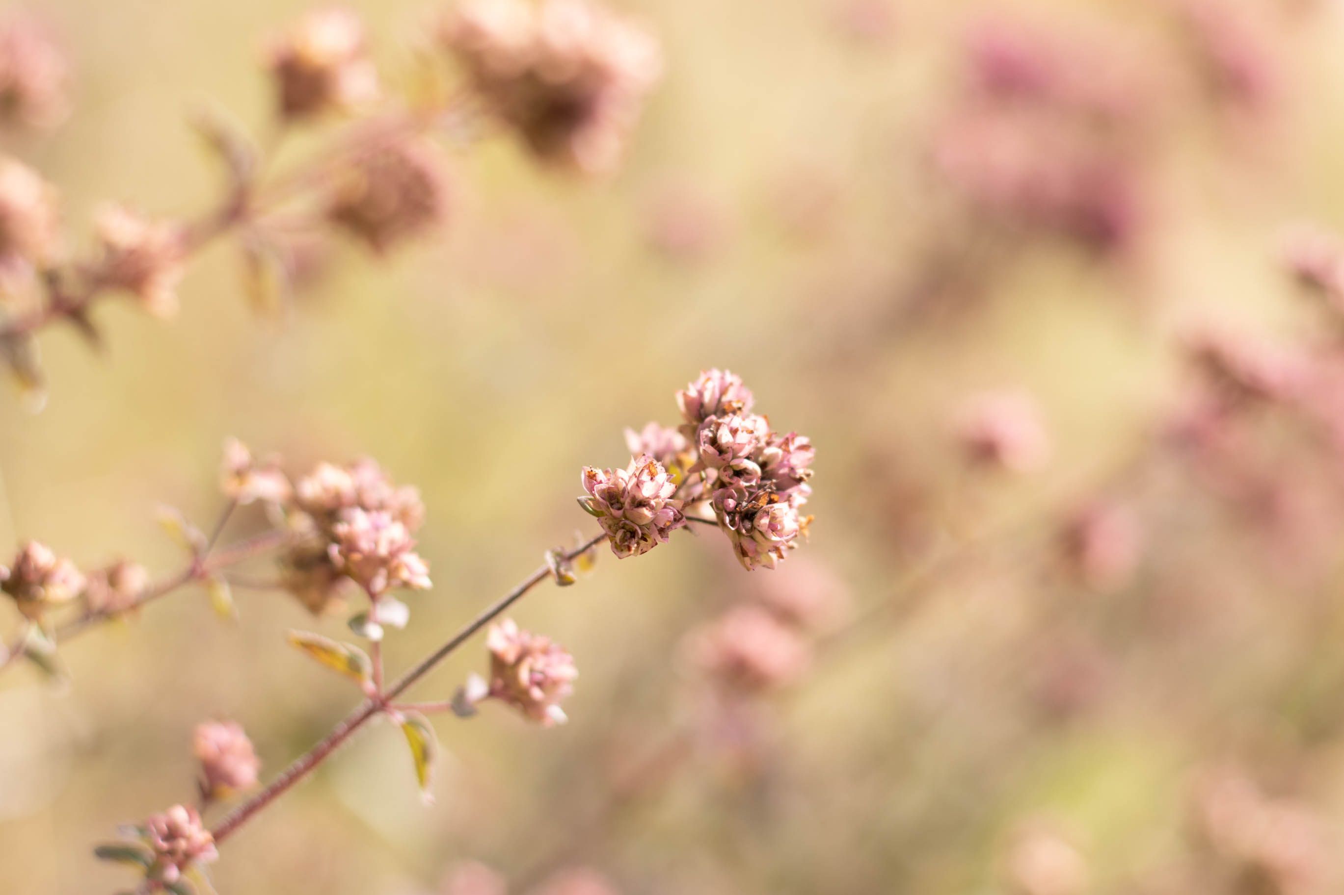 Close-up of Wild Flowers in Soft Pastels · Free Stock Photo