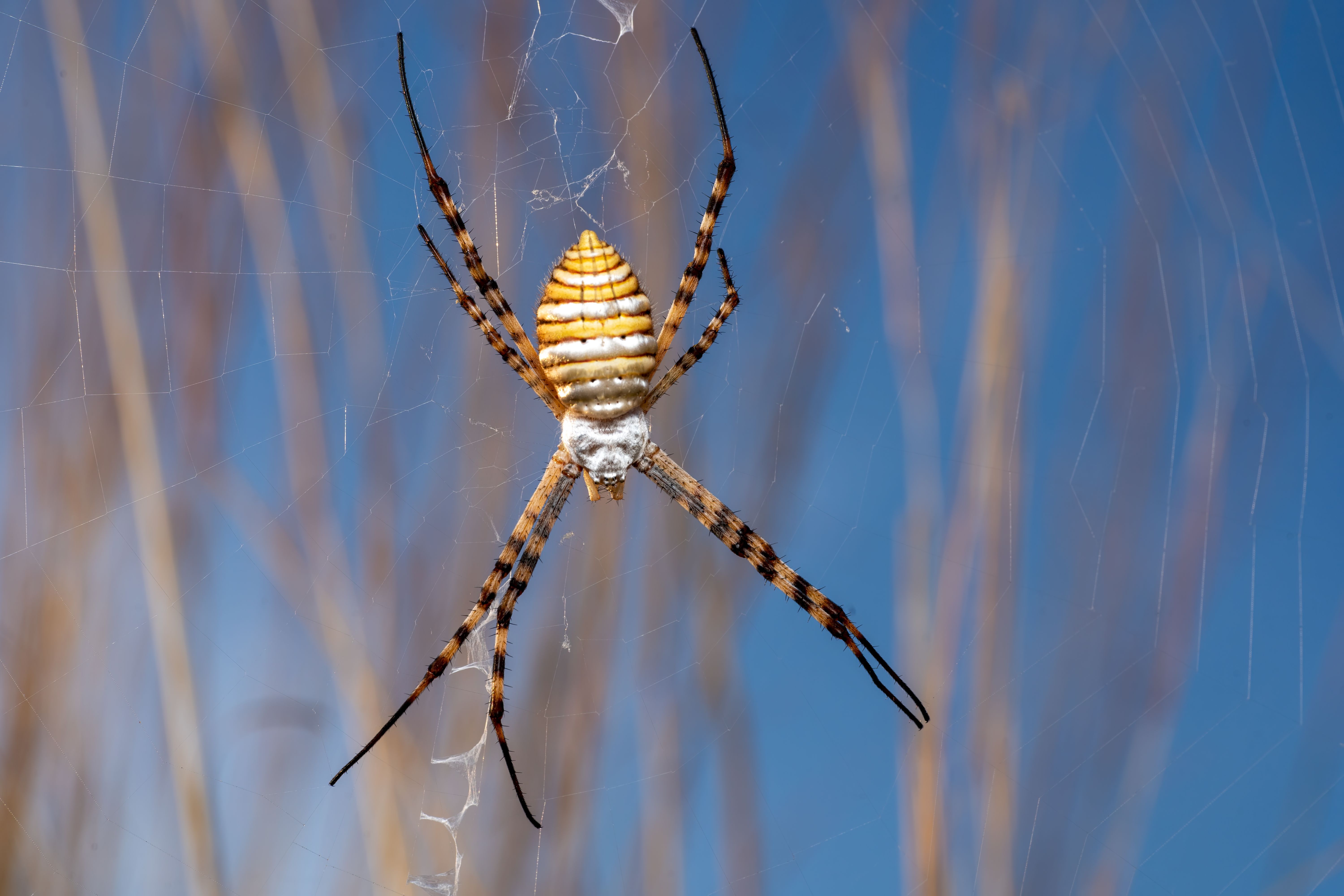 Spider Wallpaper Photos, Download The BEST Free Spider Wallpaper Stock ...