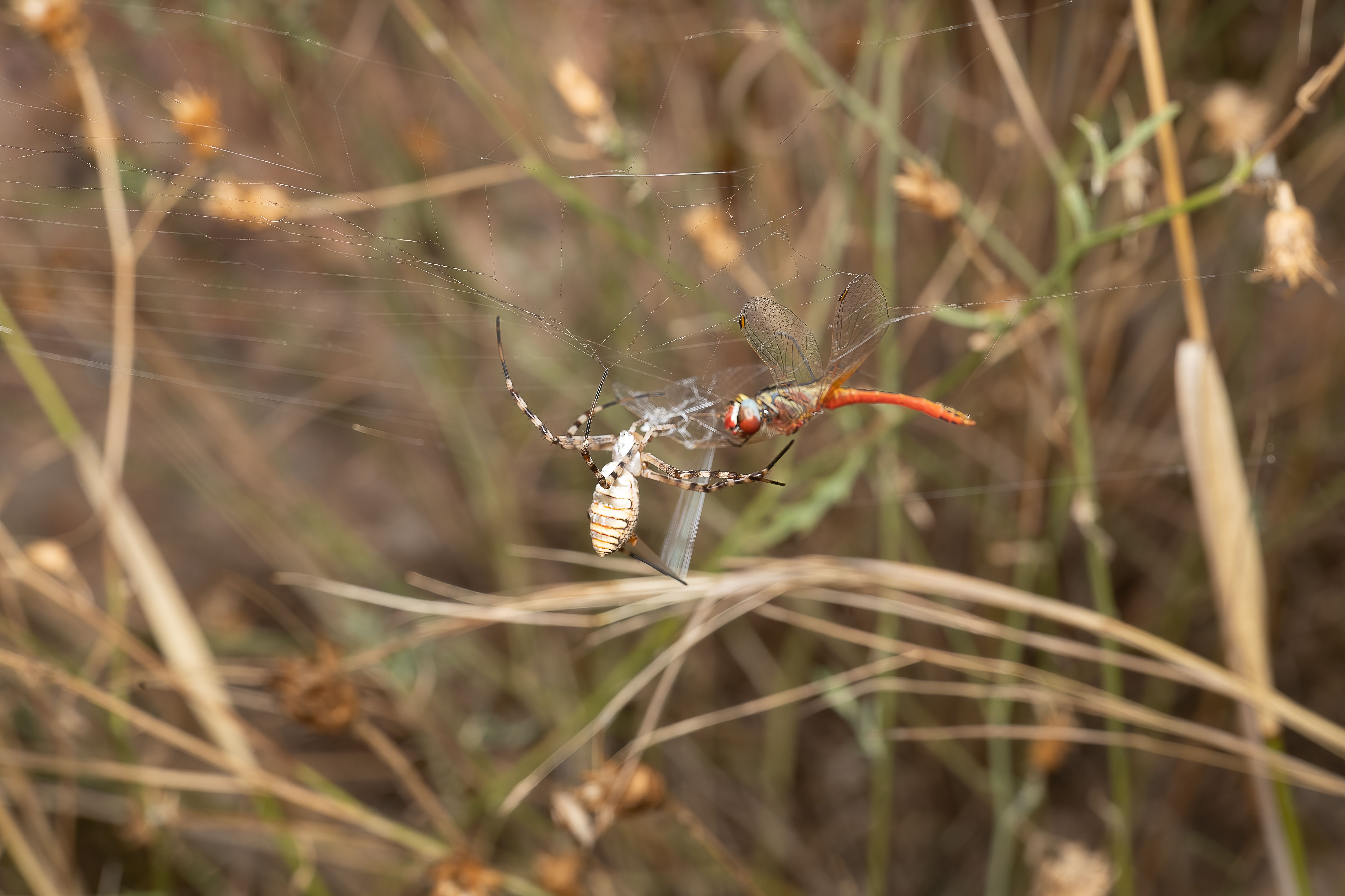 Spider Wallpaper Photos, Download The BEST Free Spider Wallpaper Stock ...