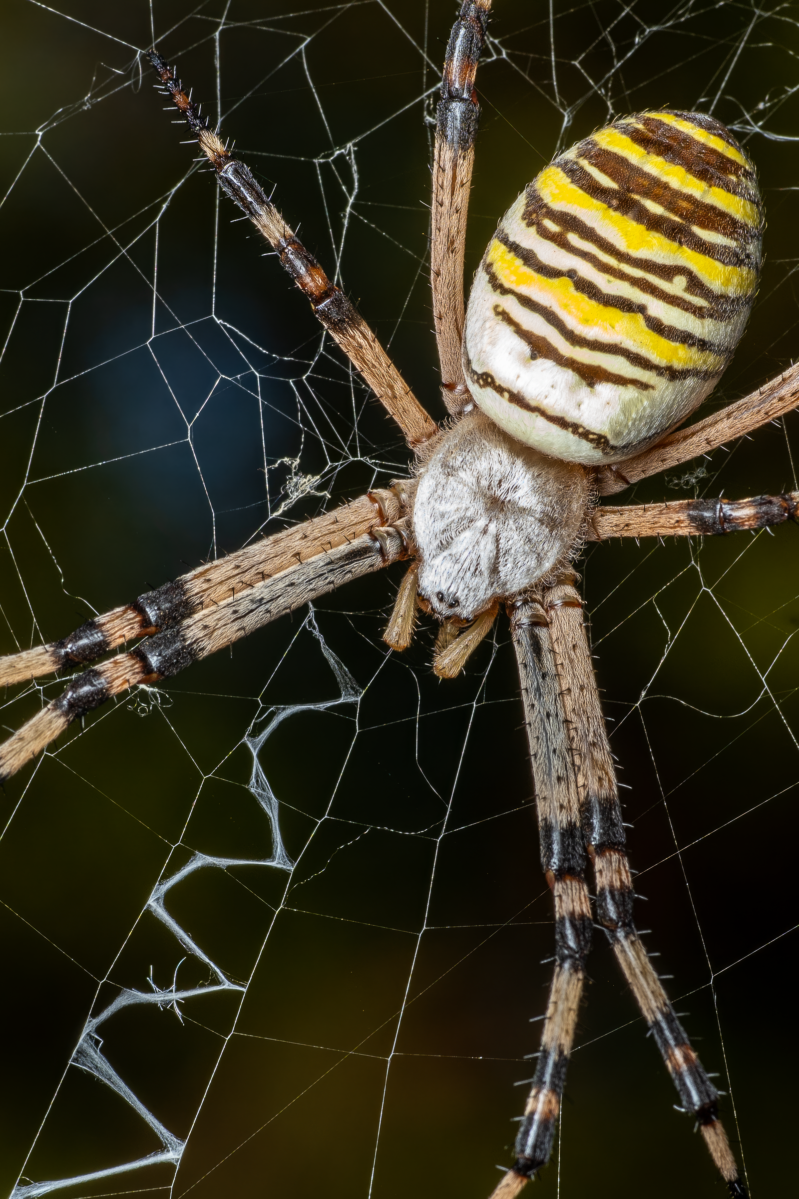 Spider Wallpaper Photos, Download The BEST Free Spider Wallpaper Stock ...