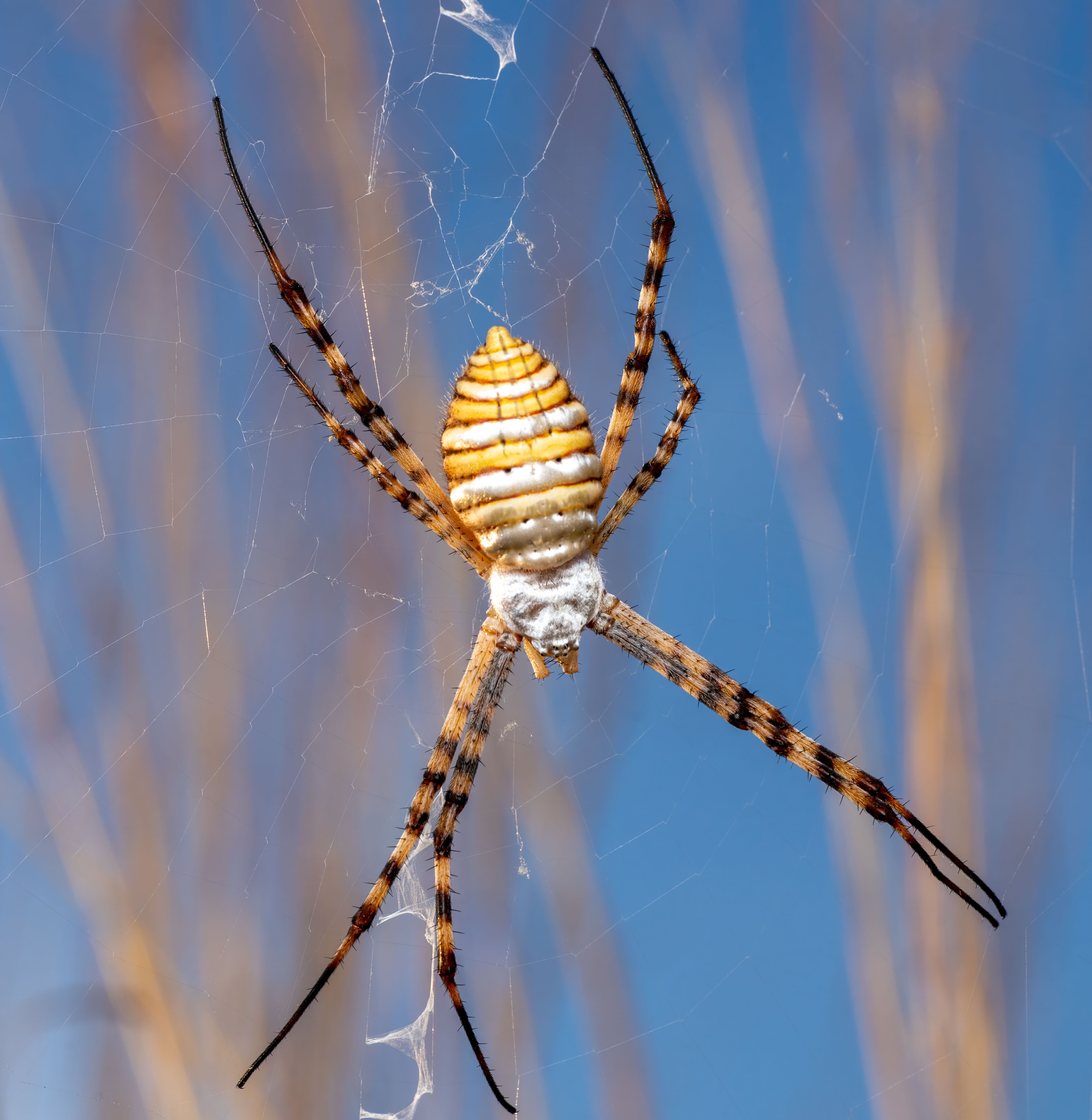 Spider Wallpaper Photos, Download The BEST Free Spider Wallpaper Stock ...