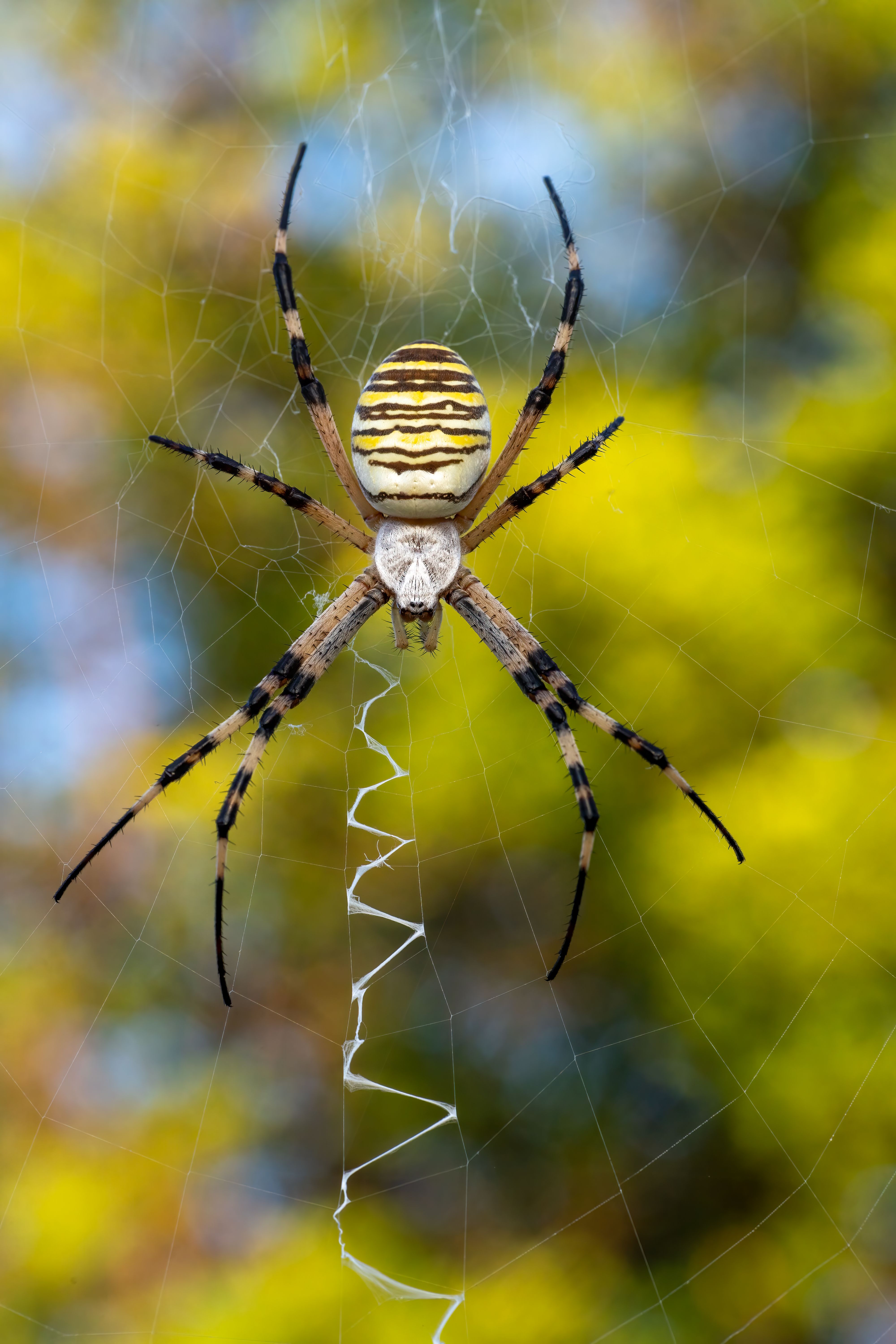 Spider Wallpaper Photos, Download The BEST Free Spider Wallpaper Stock ...