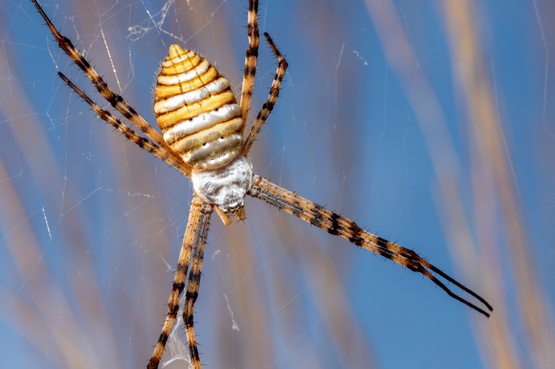 Spider Wallpaper Photos, Download The BEST Free Spider Wallpaper Stock ...