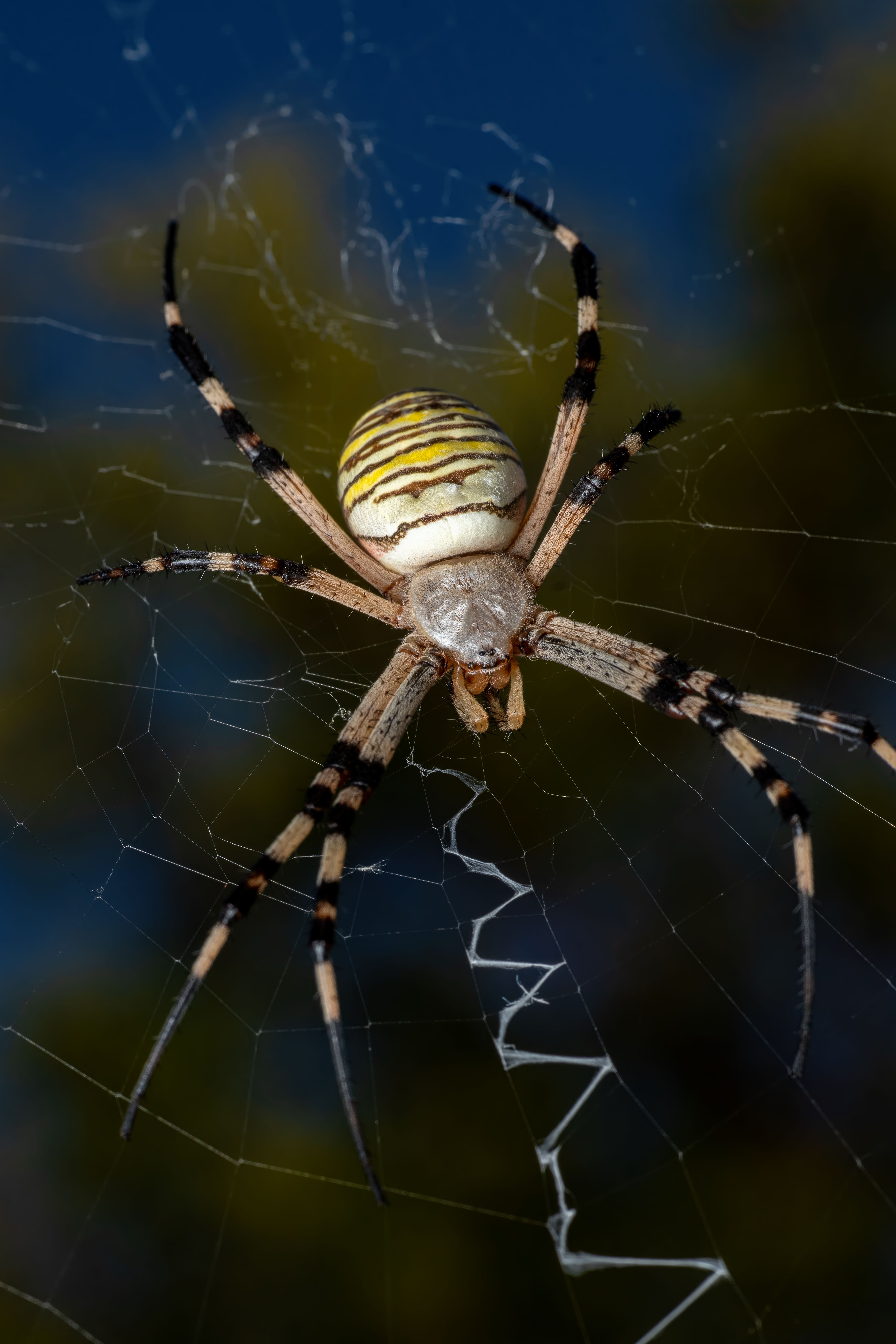 Spider Wallpaper Photos, Download The BEST Free Spider Wallpaper Stock ...