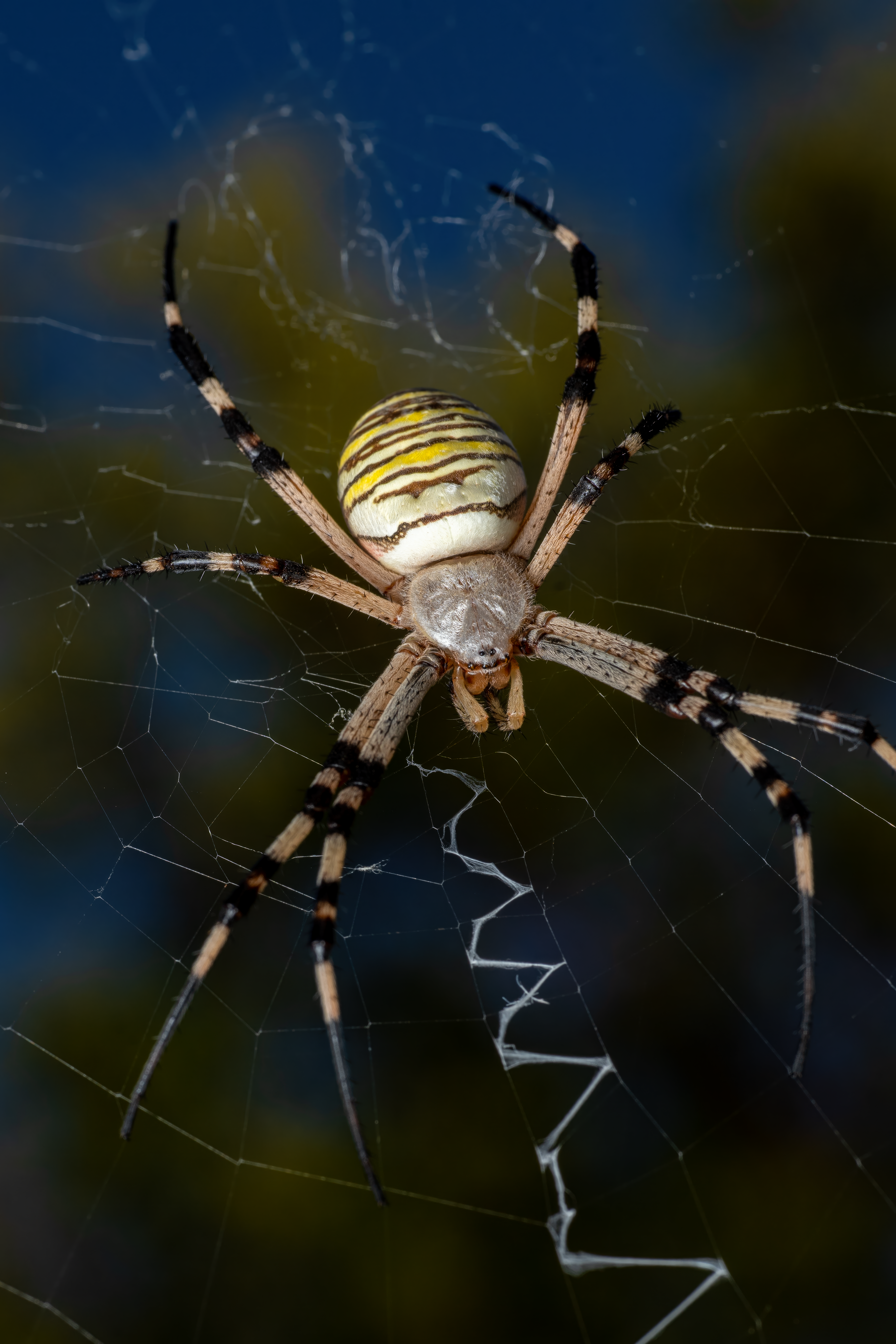 Spider Wallpapers Photos, Download The BEST Free Spider Wallpapers ...
