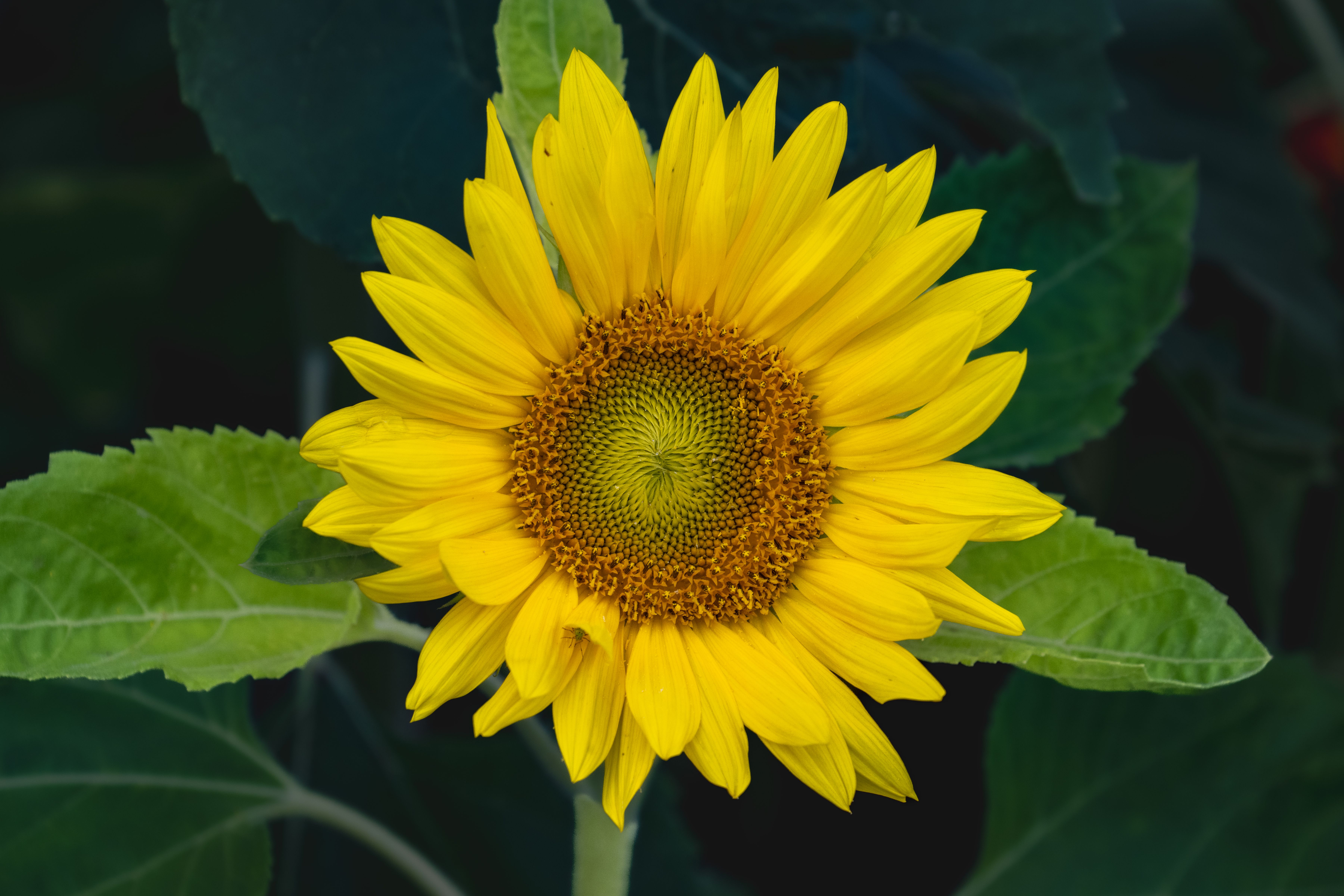 Selective Focus Photography Of Yellow Sunflower · Free Stock Photo