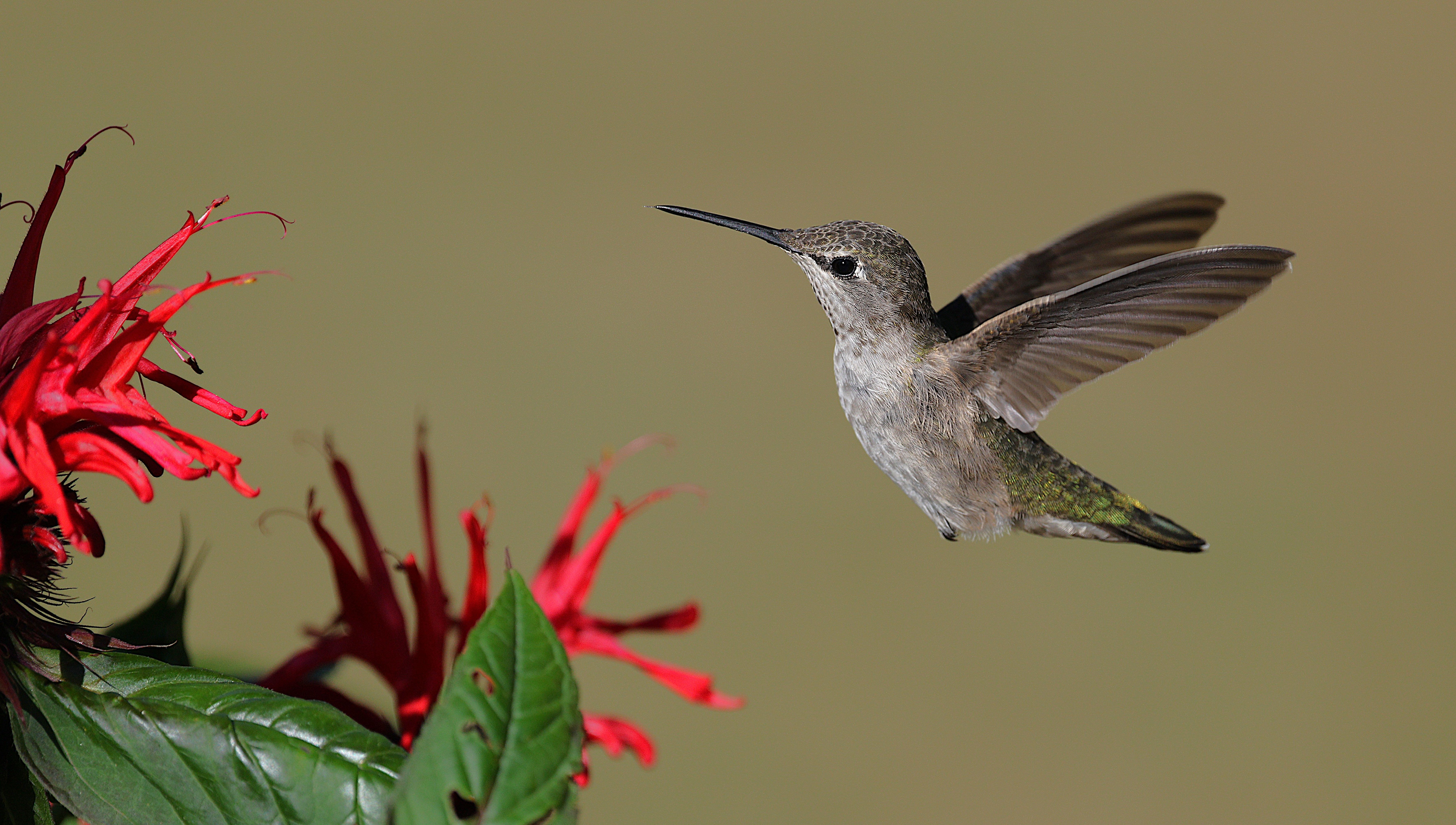 El Colibrí De Ana · Foto de stock gratuita