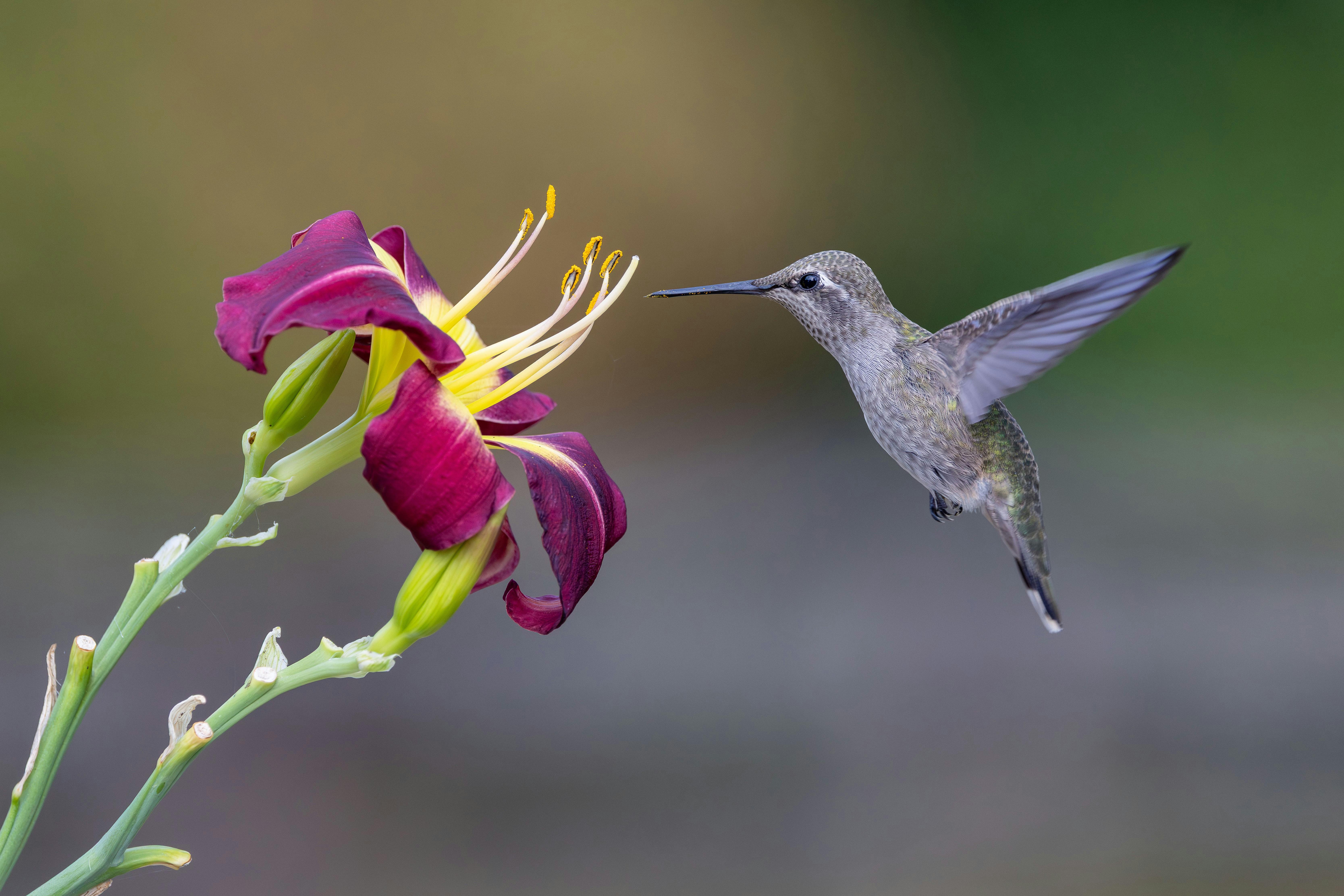 Hummingbird Approaching Purple Lily Flower · Free Stock Photo