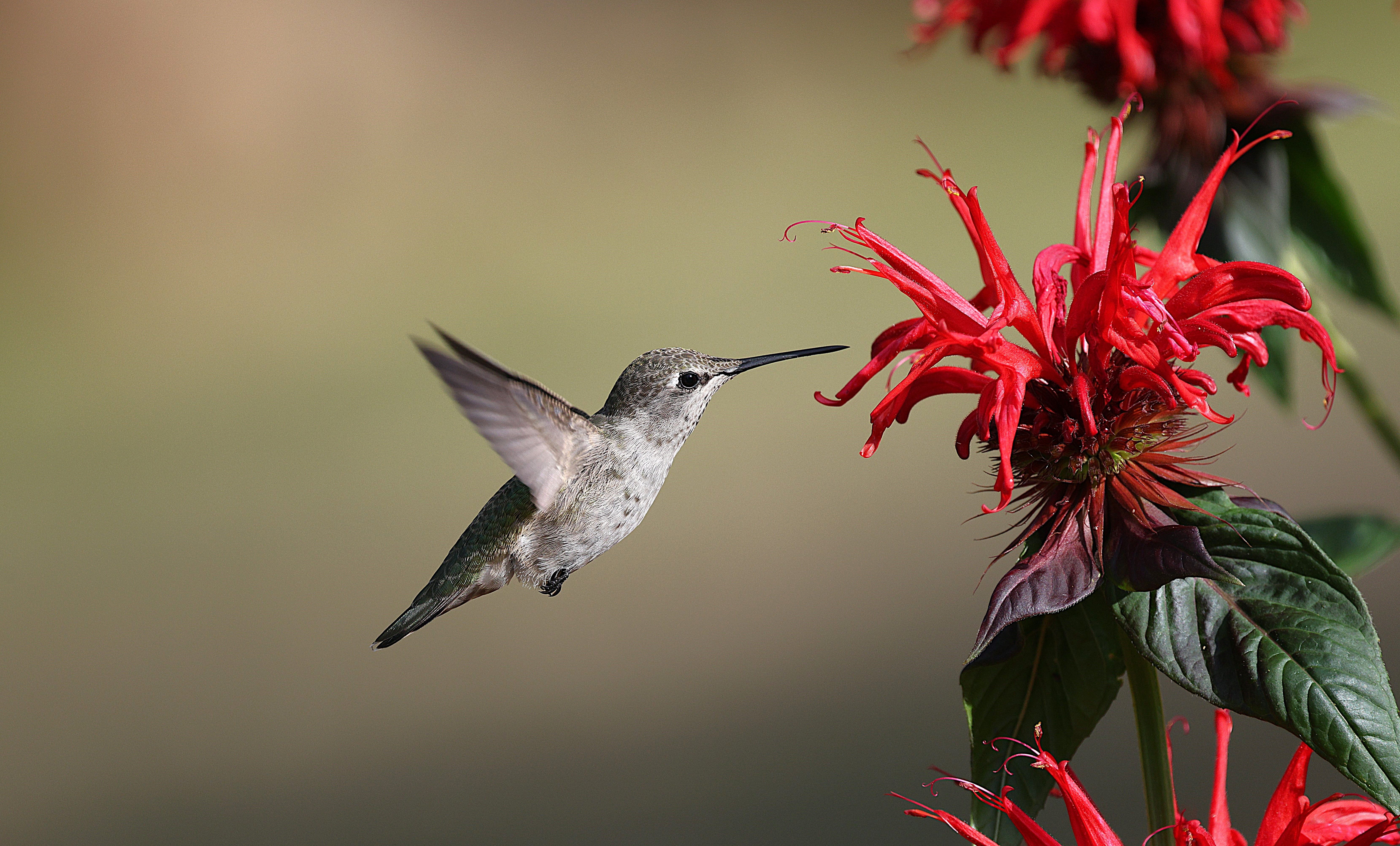 Hummingbird Approaching Vibrant Red Flowers in Garden · Free Stock Photo