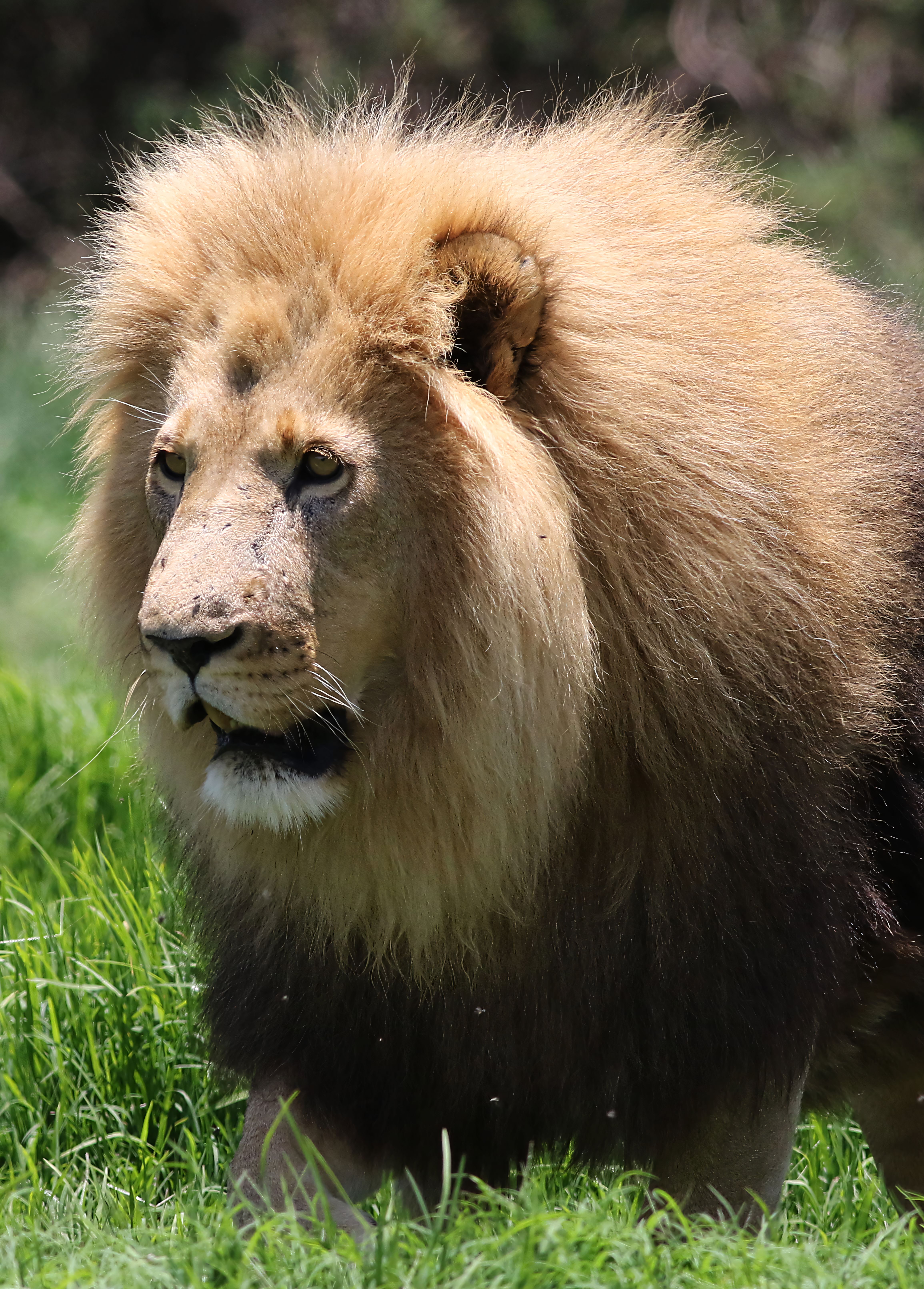 7.714+ Fotos y Imágenes de Panthera leo Gratis · Banco de Fotos Gratis