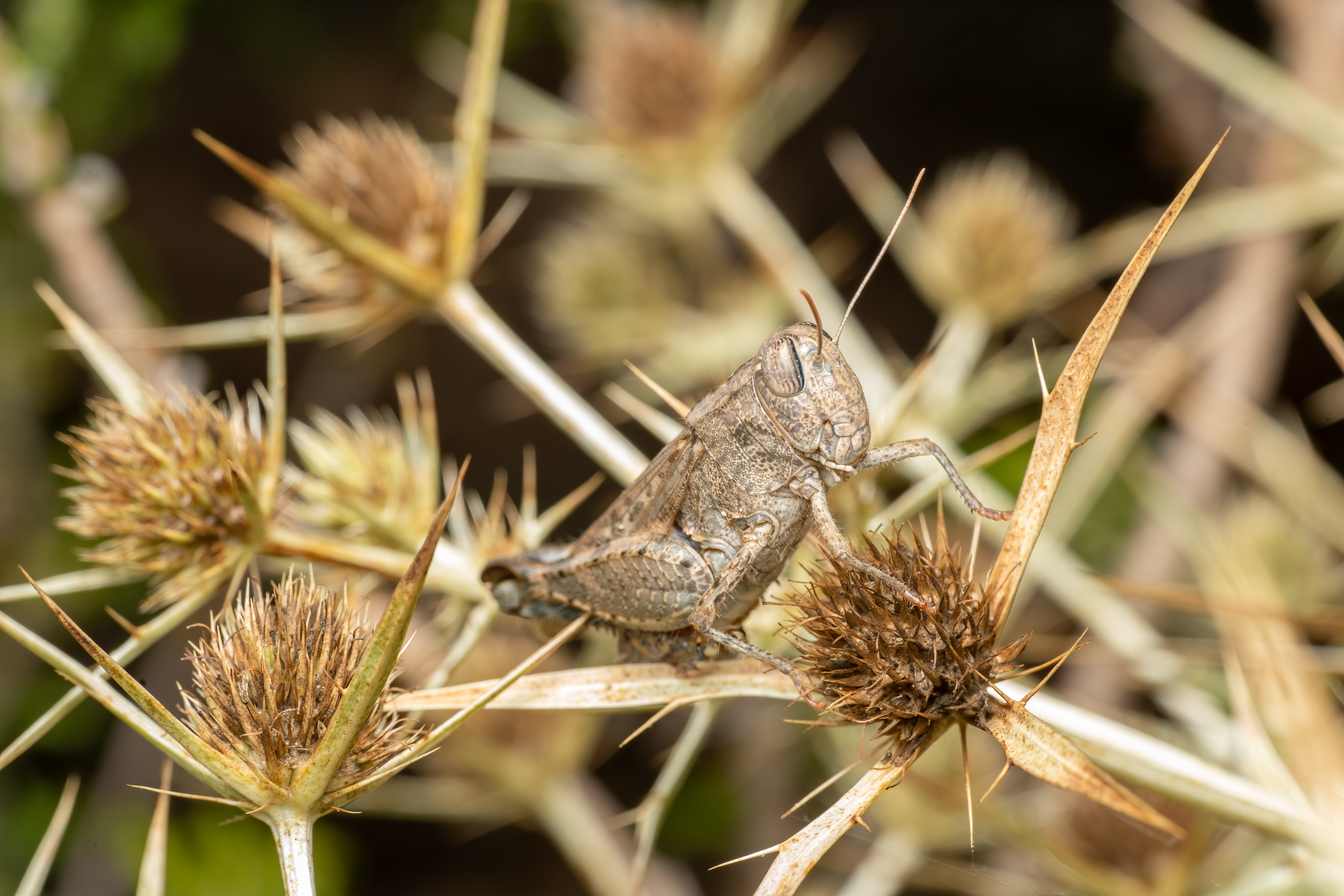 Close-up of a Grasshopper on Spiky Thistle in Spain · Free Stock Photo