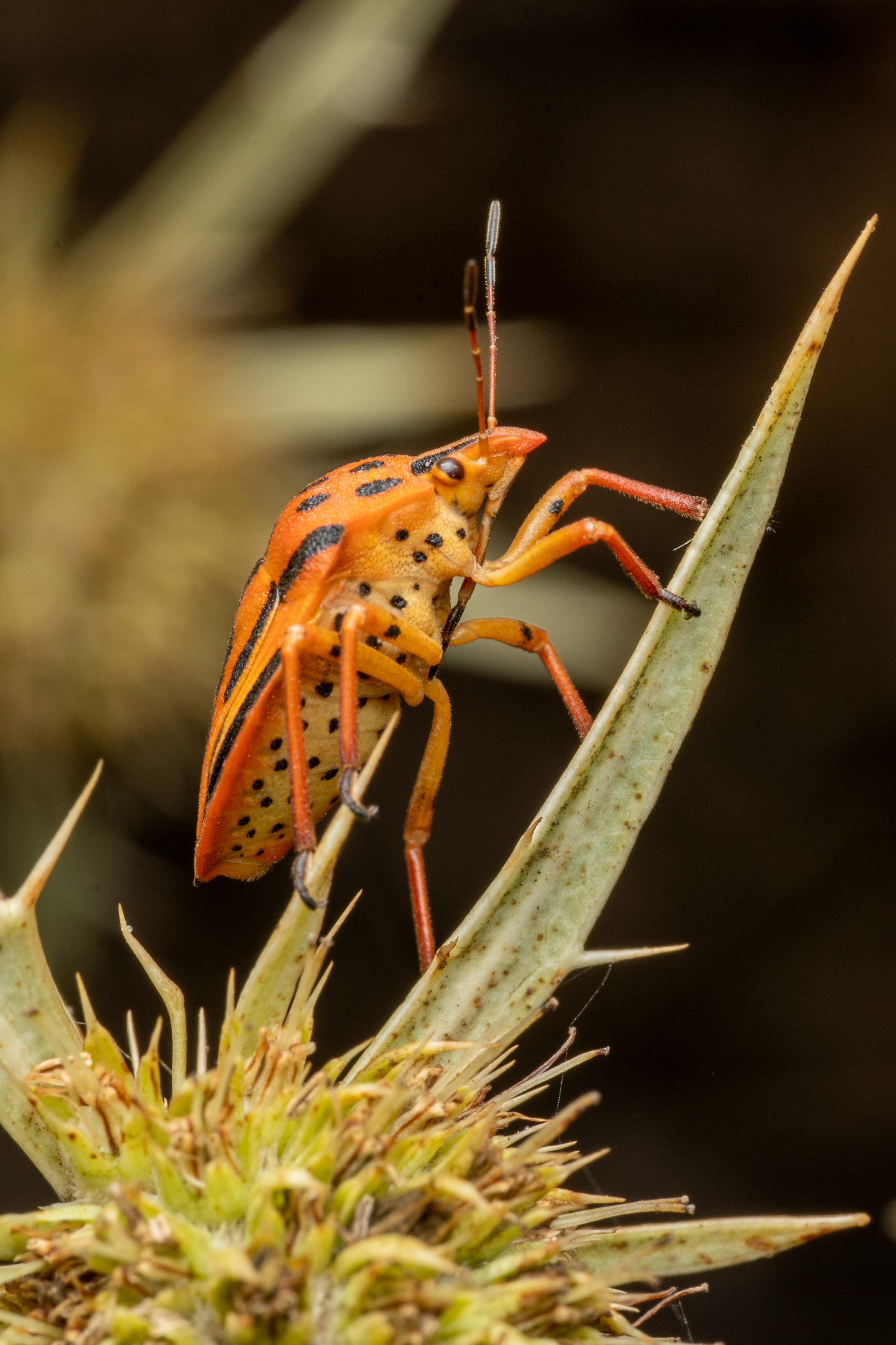 Close-Up of an Orange Shield Bug on Thistle Plant · Free Stock Photo