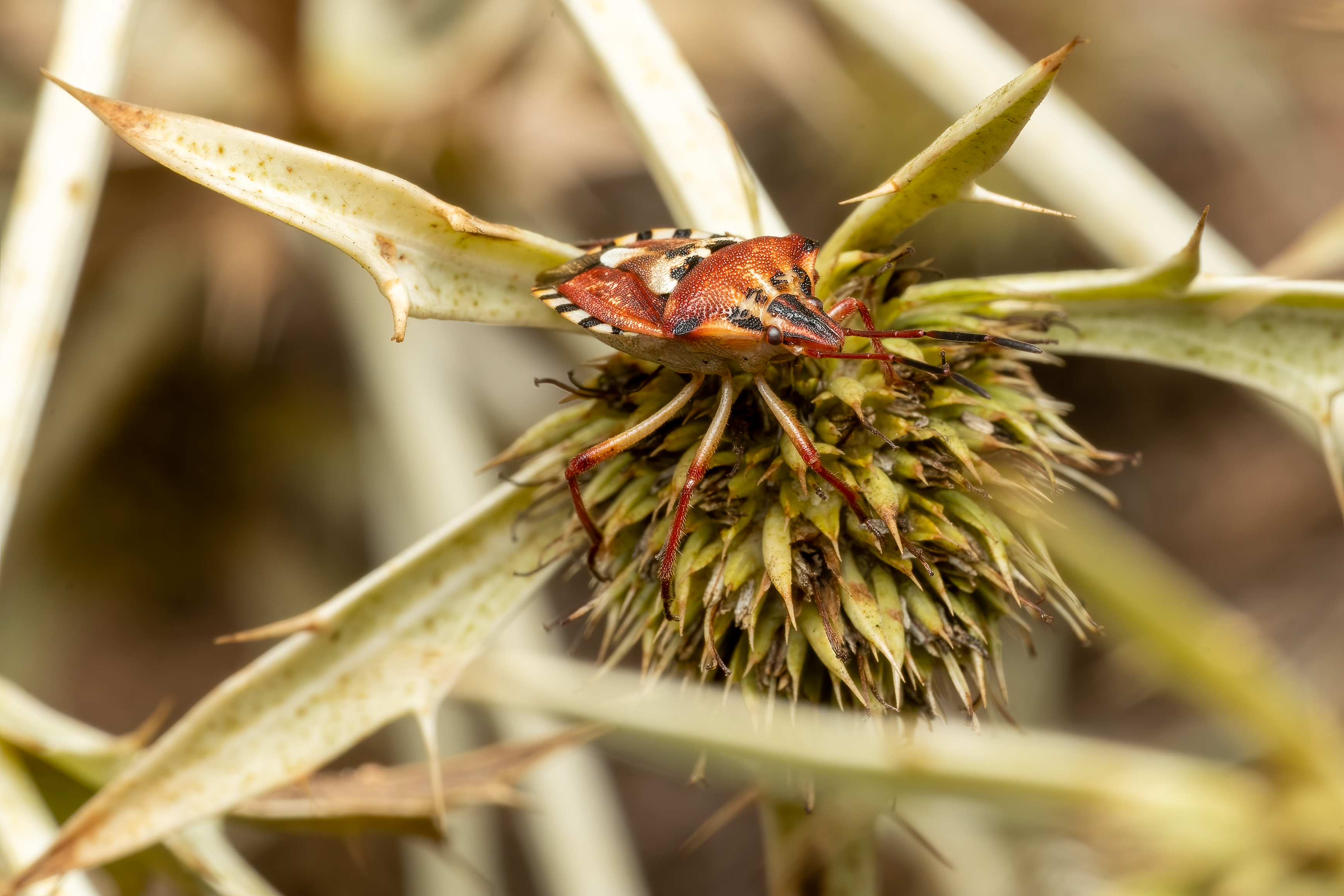Close-up of Stink Bug on Thistle in Valencia · Free Stock Photo