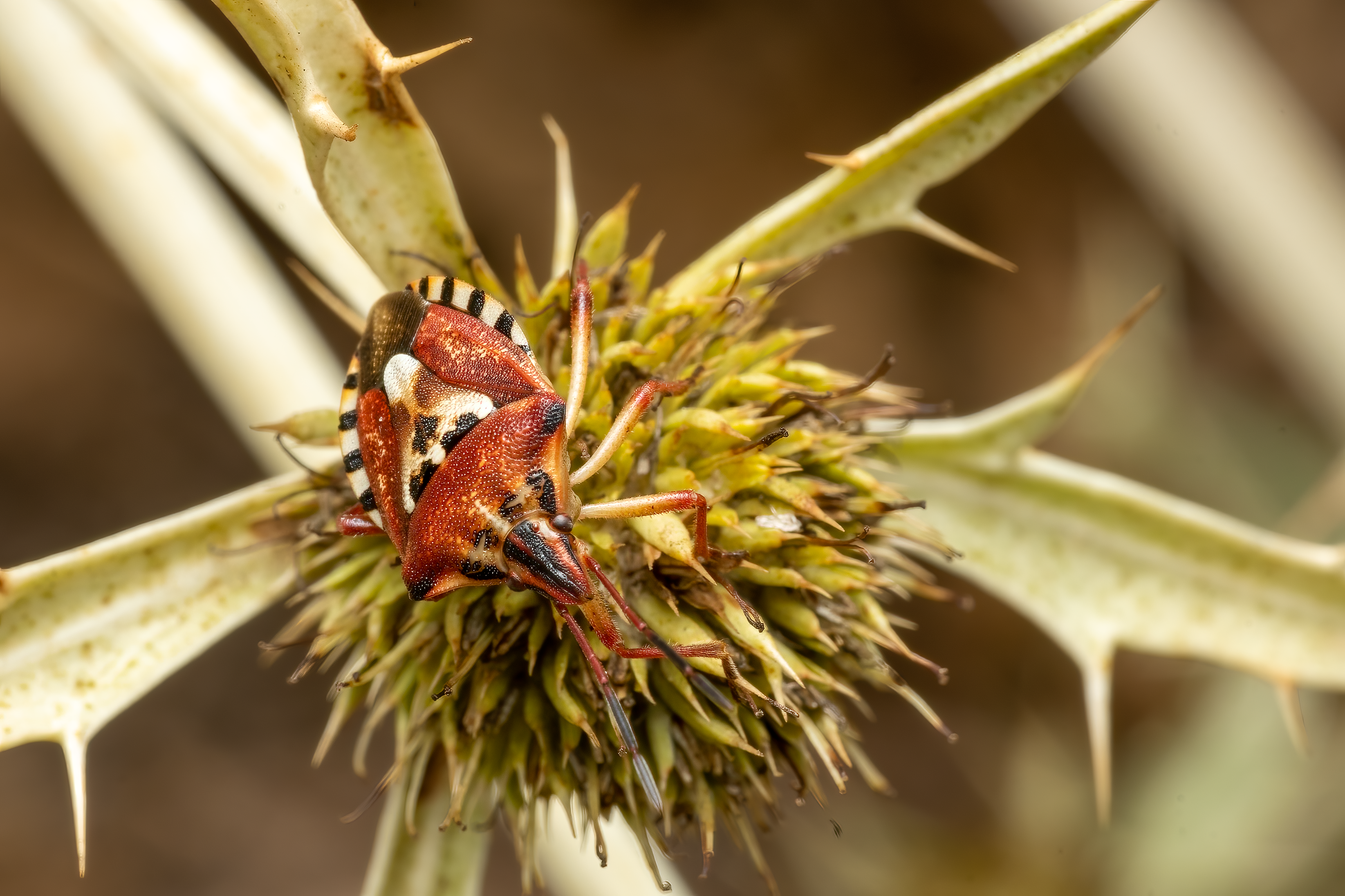 Close-Up of Stink Bug on Spiky Plant · Free Stock Photo
