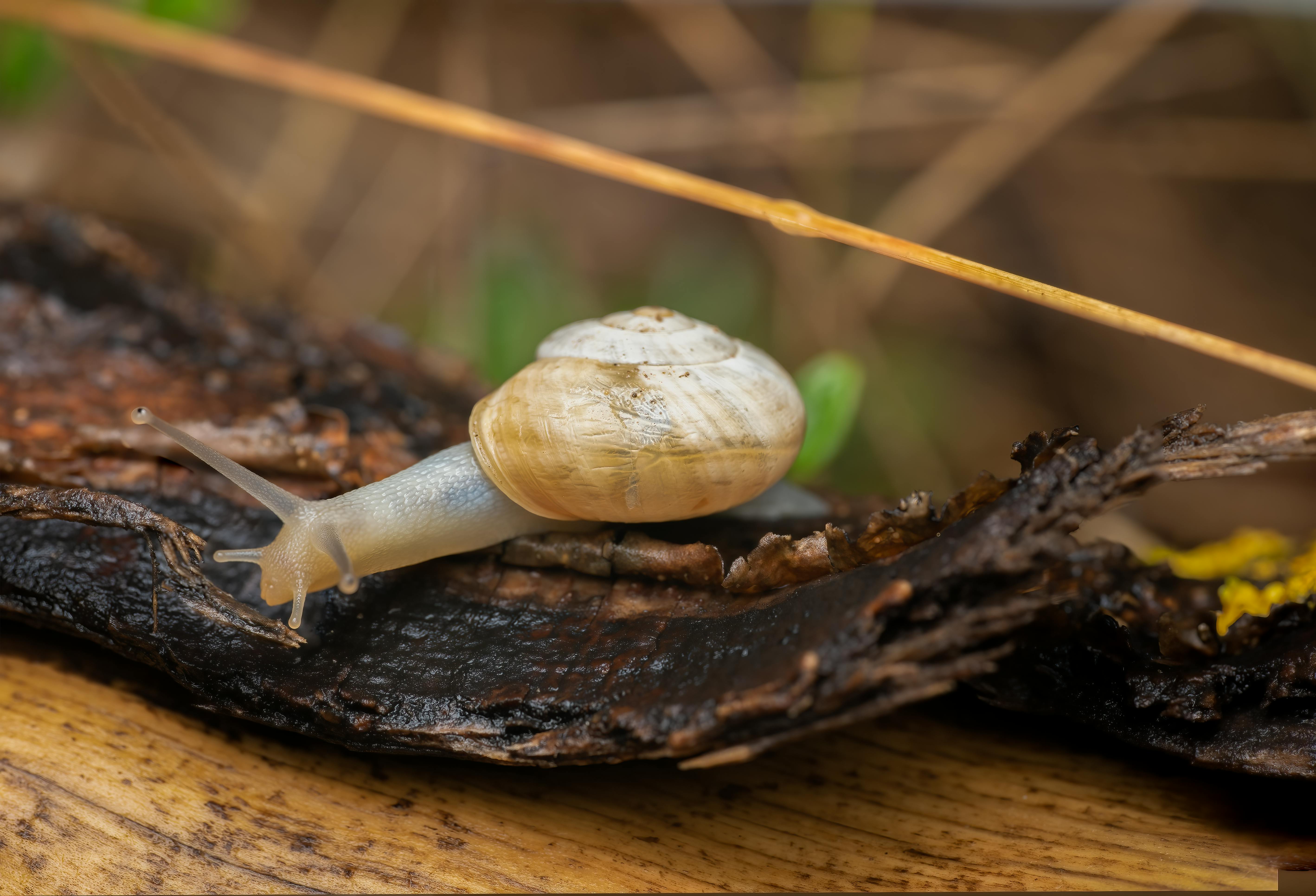 Snails Photos, Download The BEST Free Snails Stock Photos & HD Images