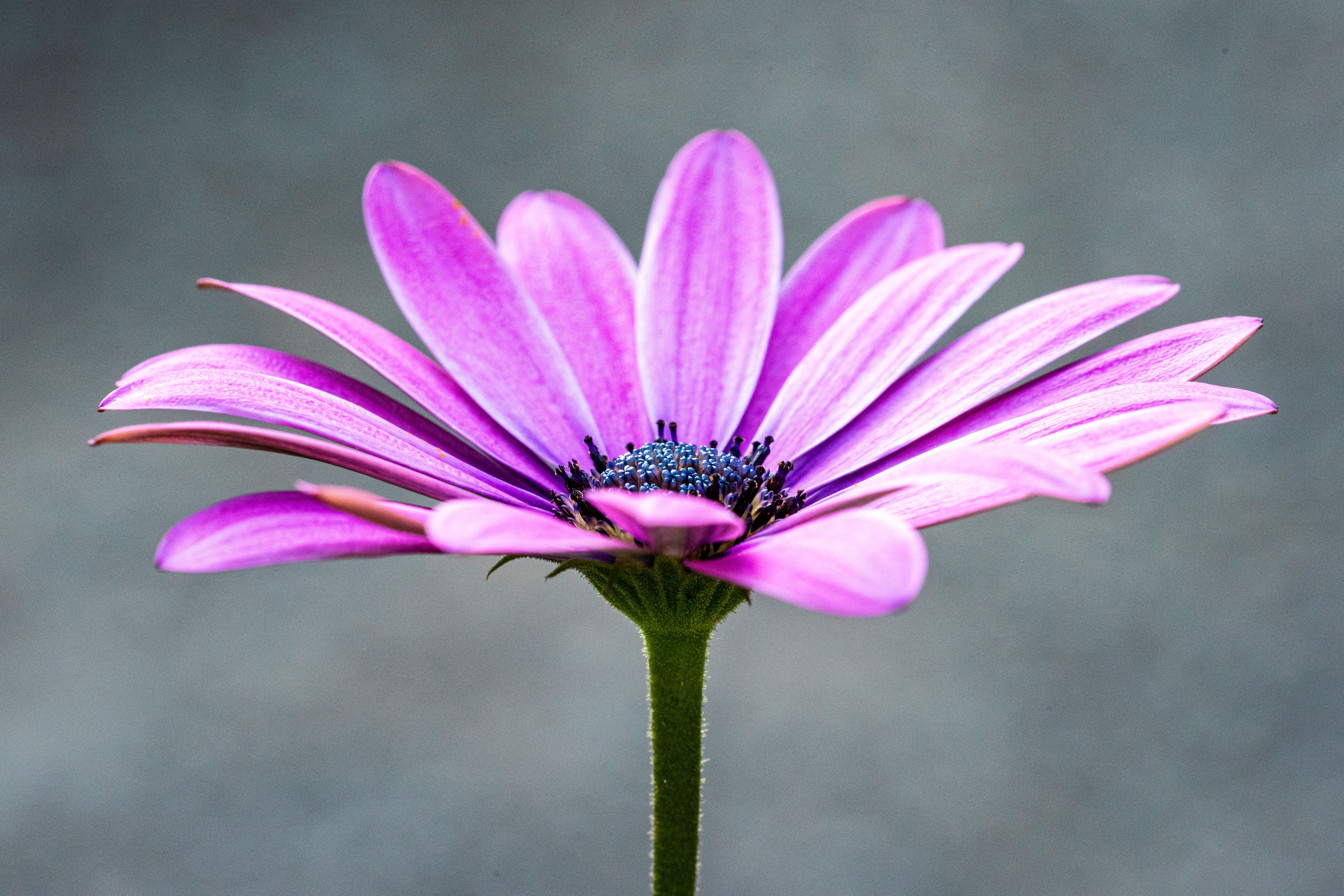 Flower Purple Photos, Download The BEST Free Flower Purple Stock Photos ...