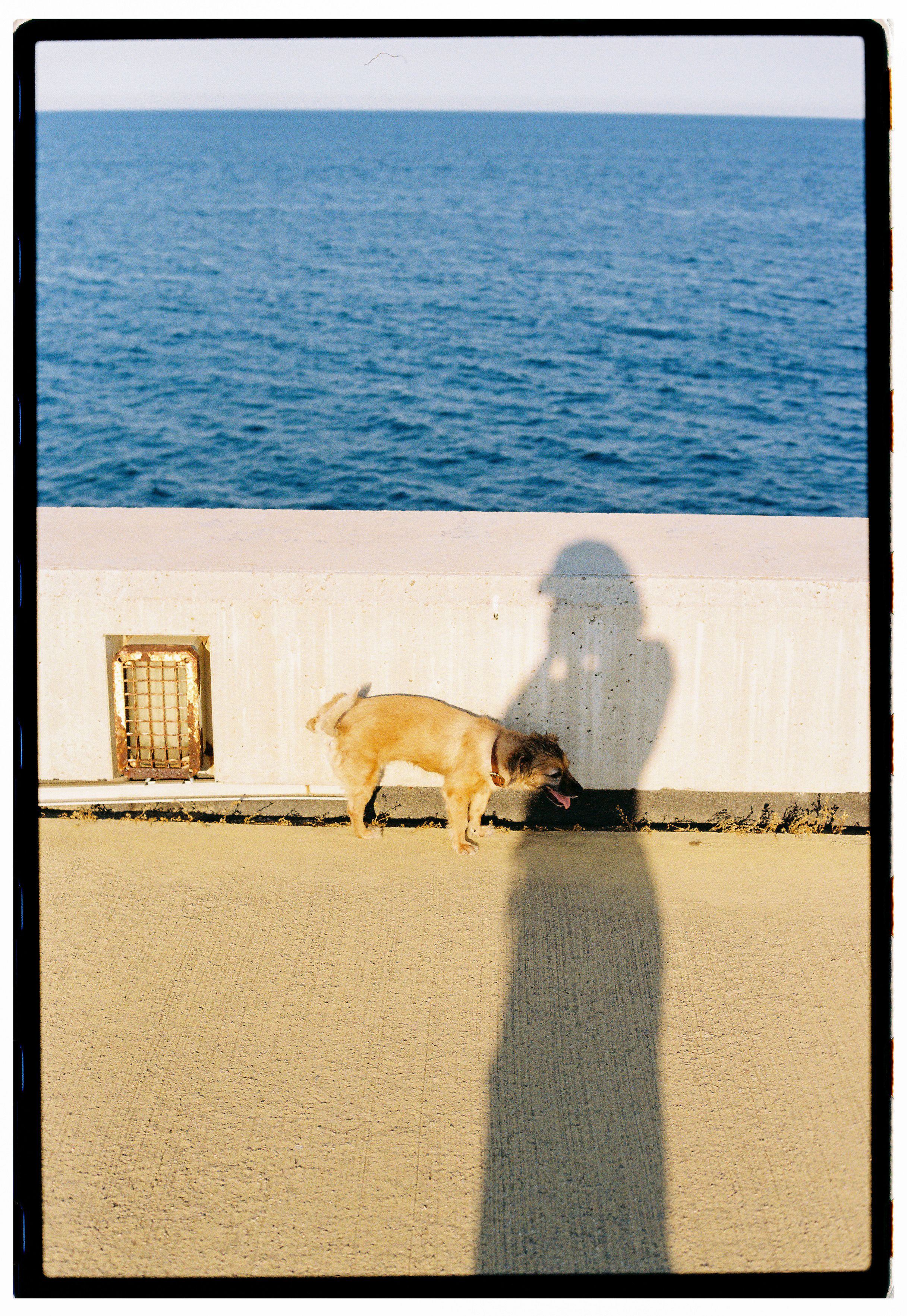 Dog and Human Shadow by Ocean Waterfront · Free Stock Photo