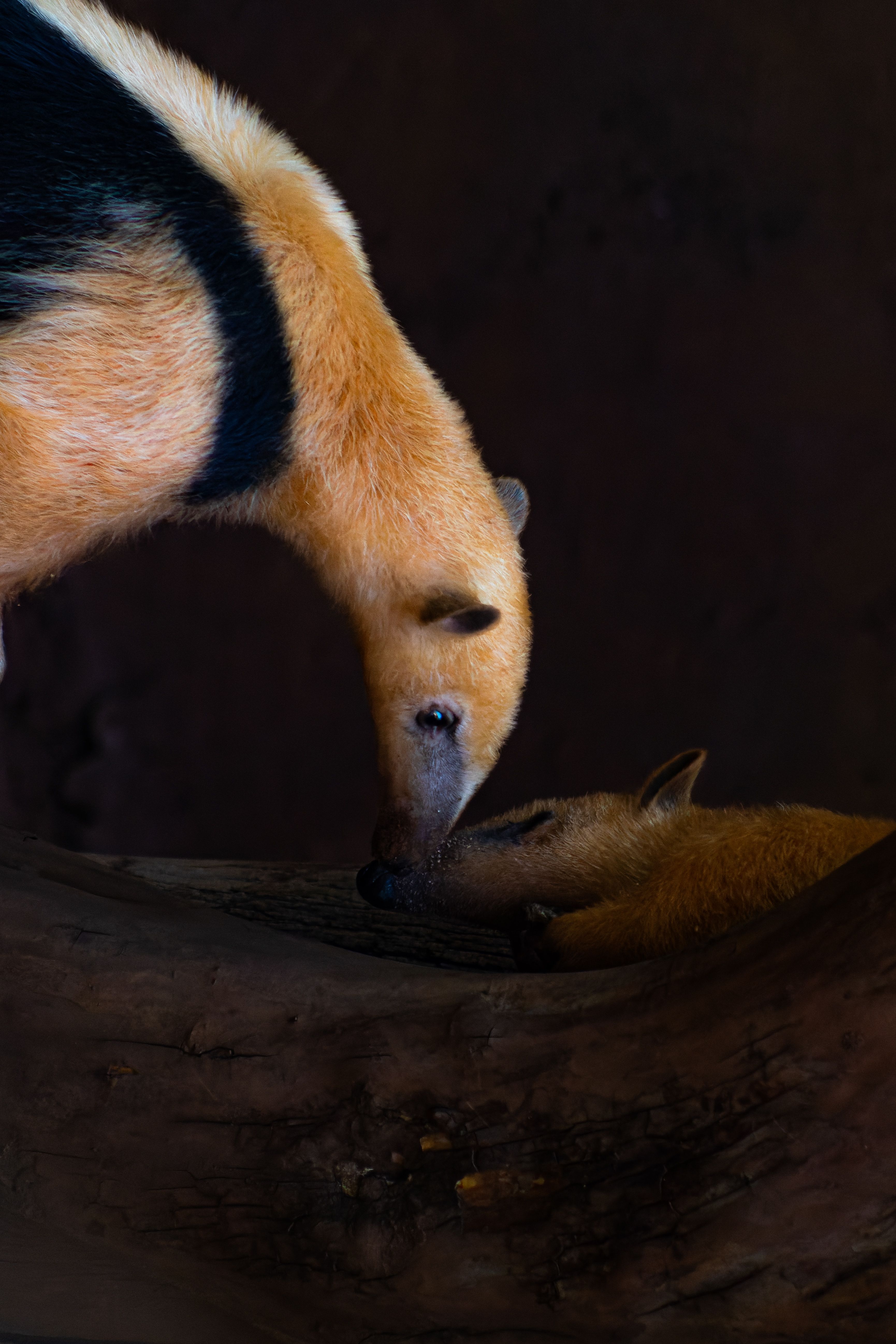 Long+Mammal Photos, Download The BEST Free Long+Mammal Stock Photos ...