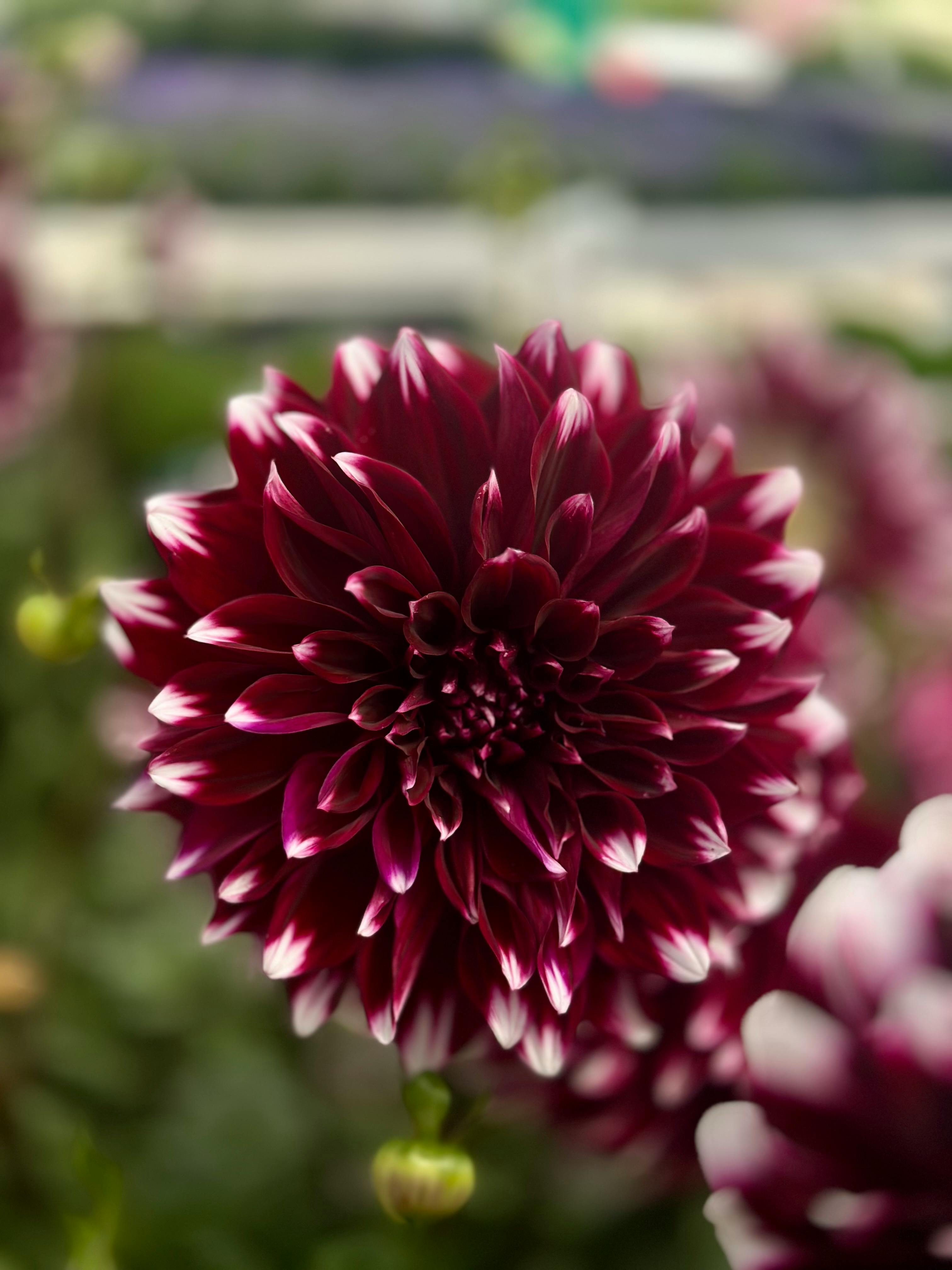 Deaf Texture Photos, Download The BEST Free Deaf Texture Stock Photos ...