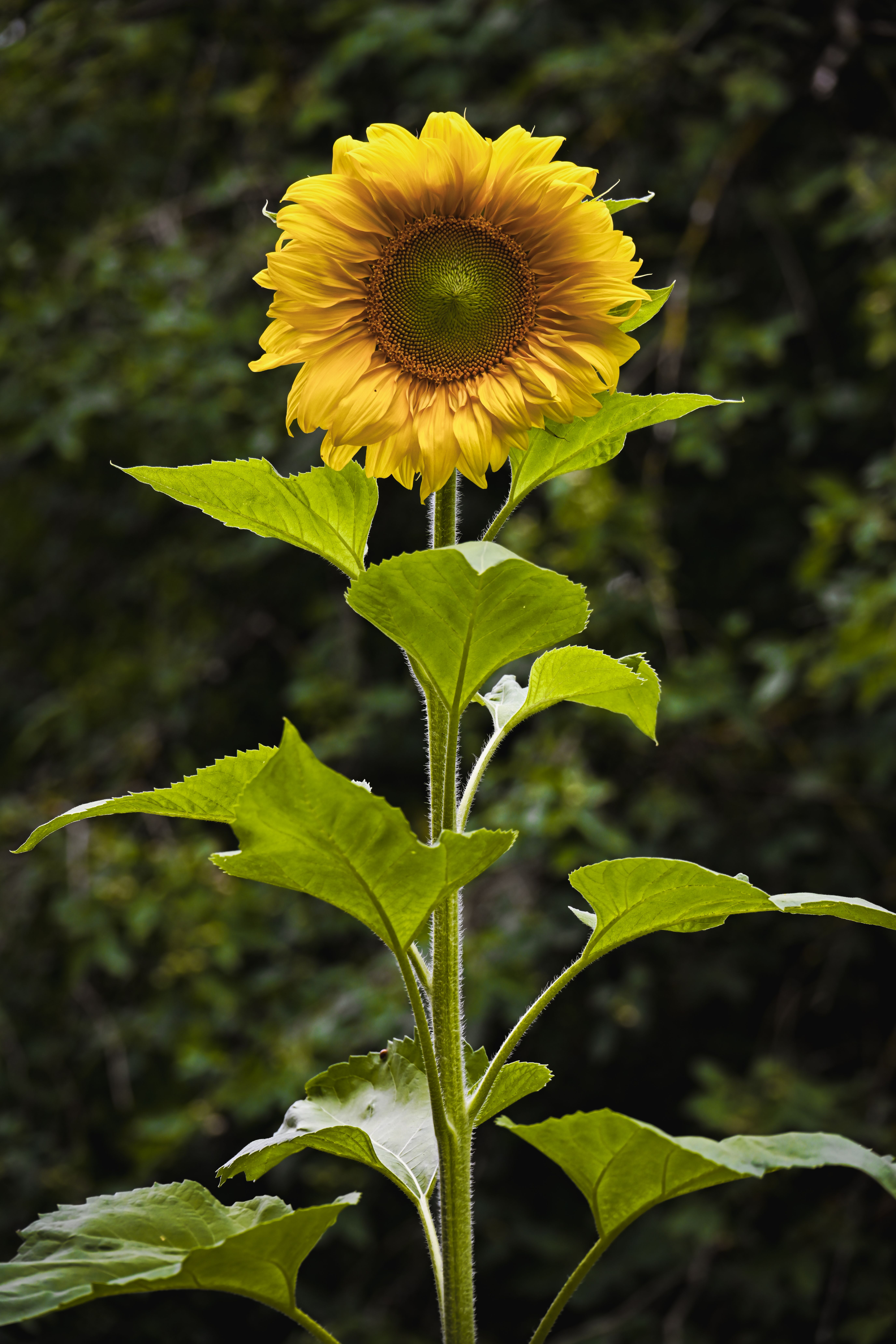 Bright Sunflower Against Lush Greenery · Free Stock Photo