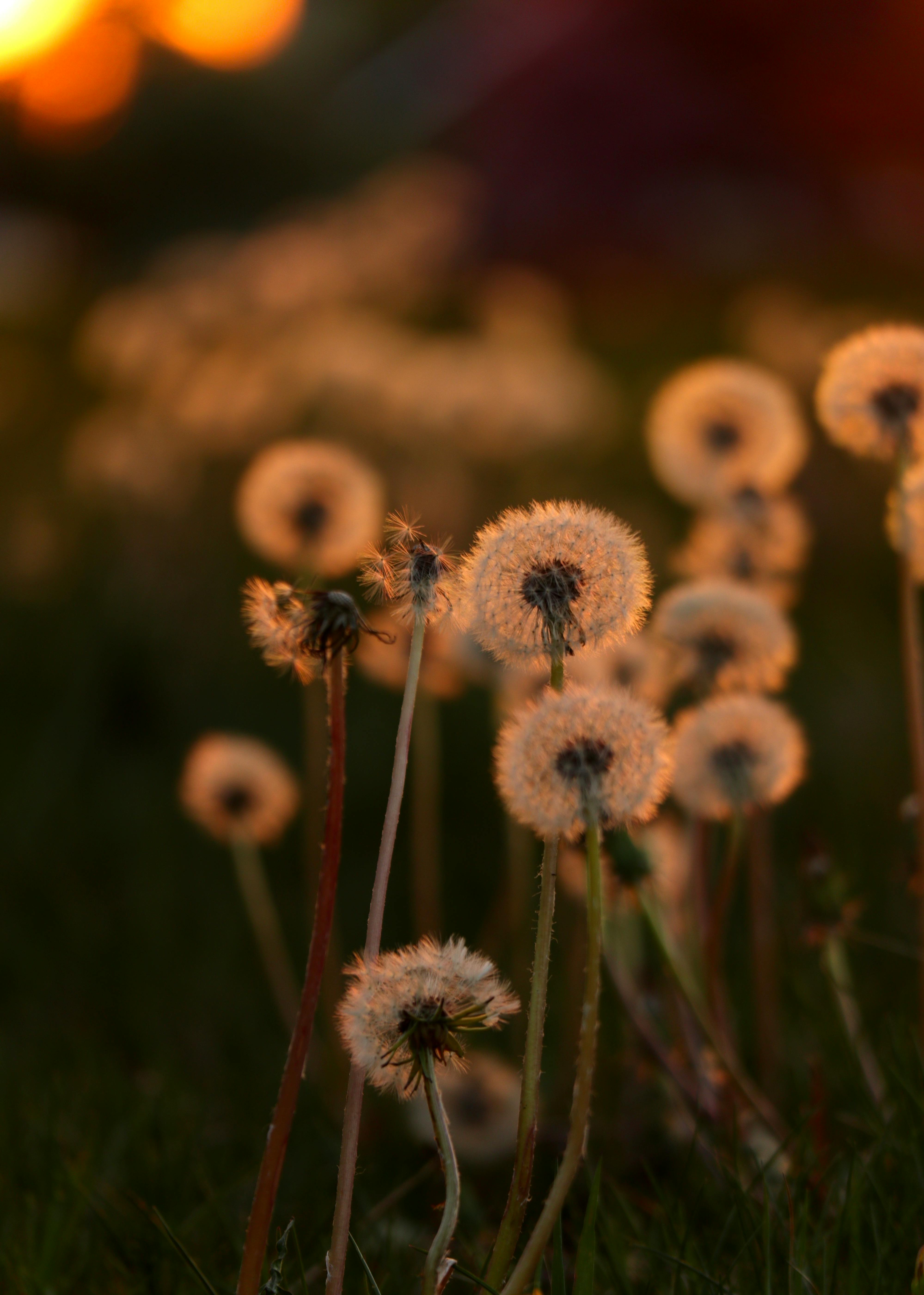 Dandelions at Sunset in Warm Golden Light · Free Stock Photo