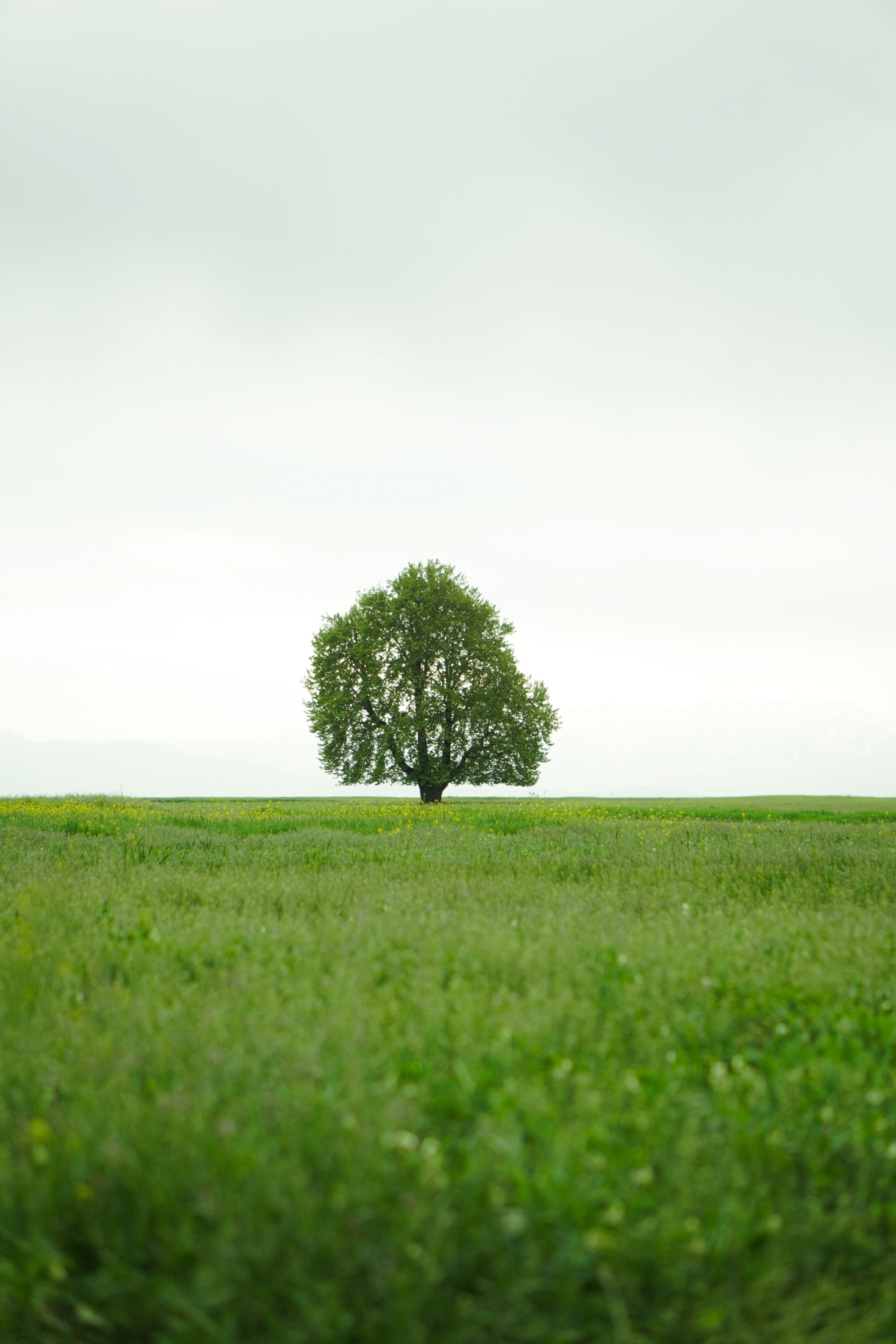 Green Tree Photos, Download The BEST Free Green Tree Stock Photos & HD ...