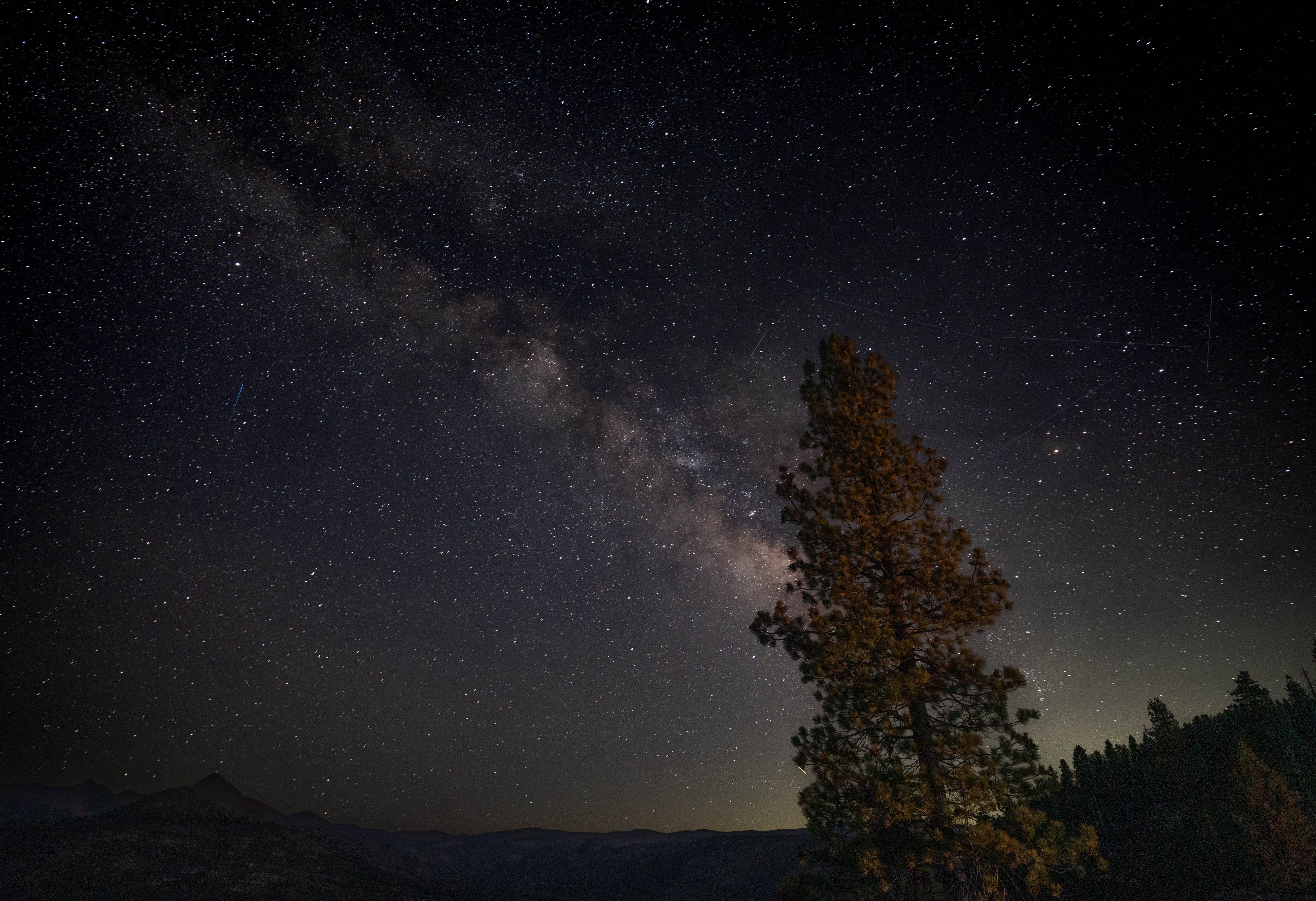 Starry Night Sky with Milky Way and Pine Tree · Free Stock Photo