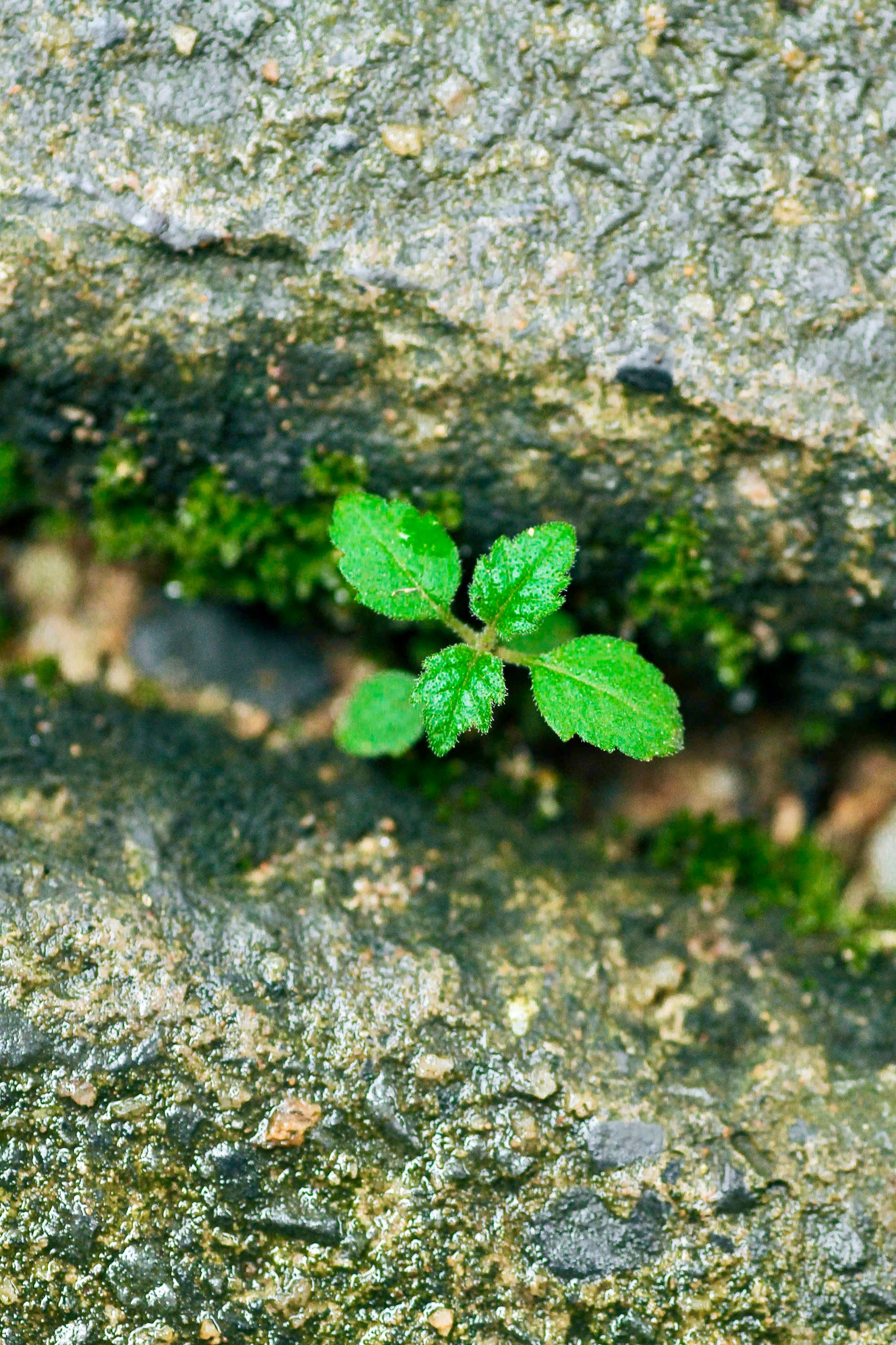 Drevo Soil Texture Photos, Download The BEST Free Drevo Soil Texture ...