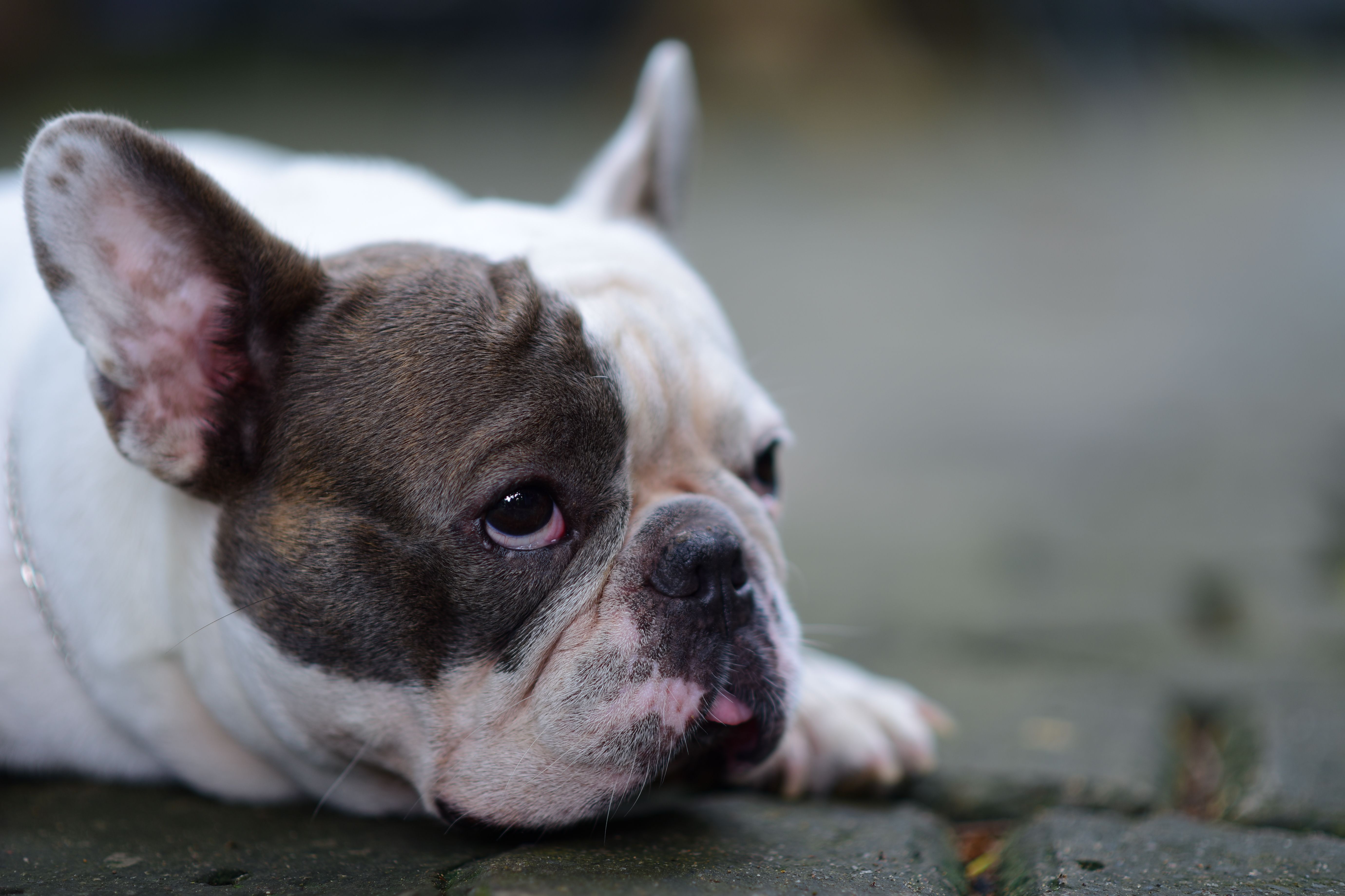 Bulldog Face Study Photos, Download The BEST Free Bulldog Face Study ...