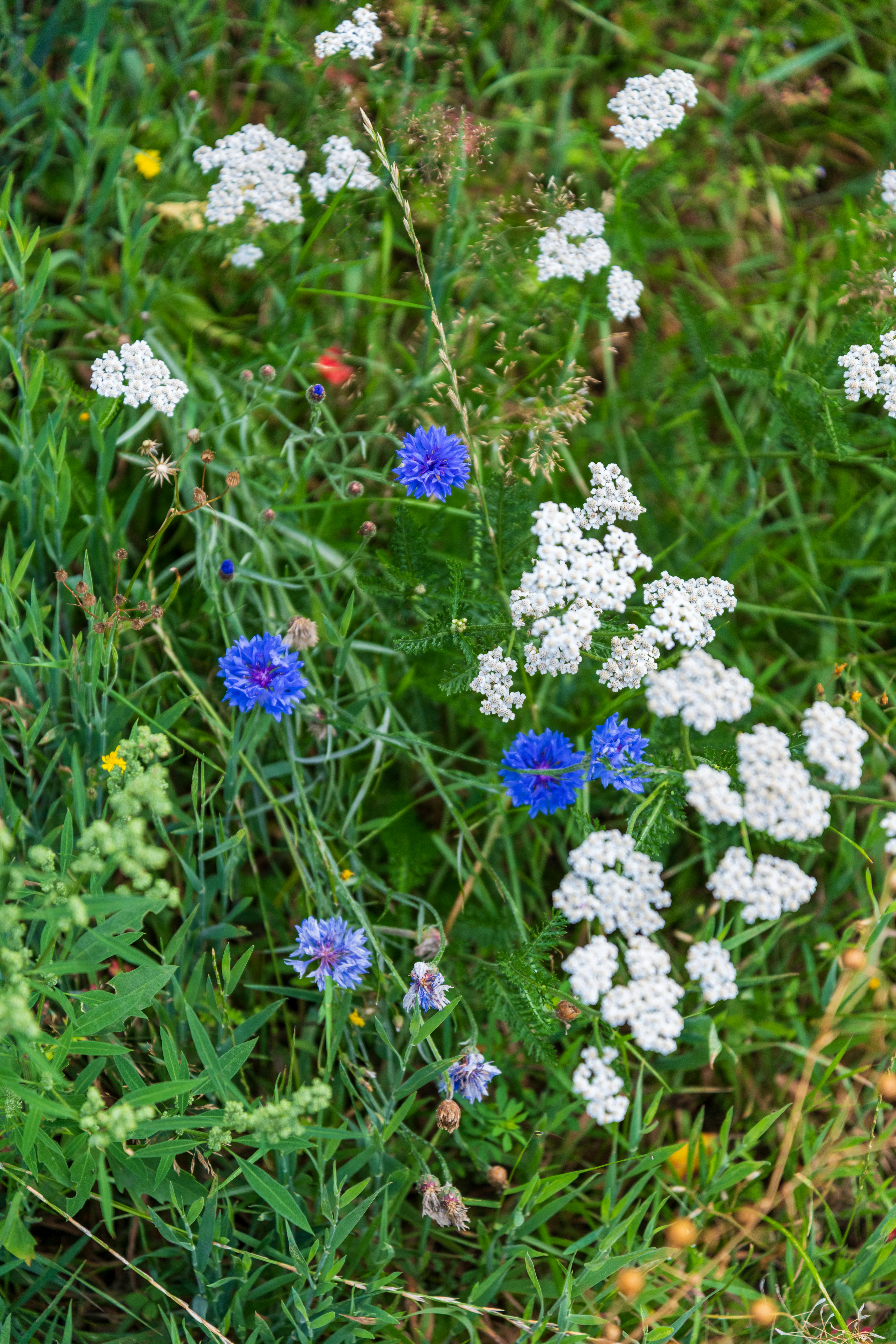 Garden Gradient Background Photos, Download The BEST Free Garden ...