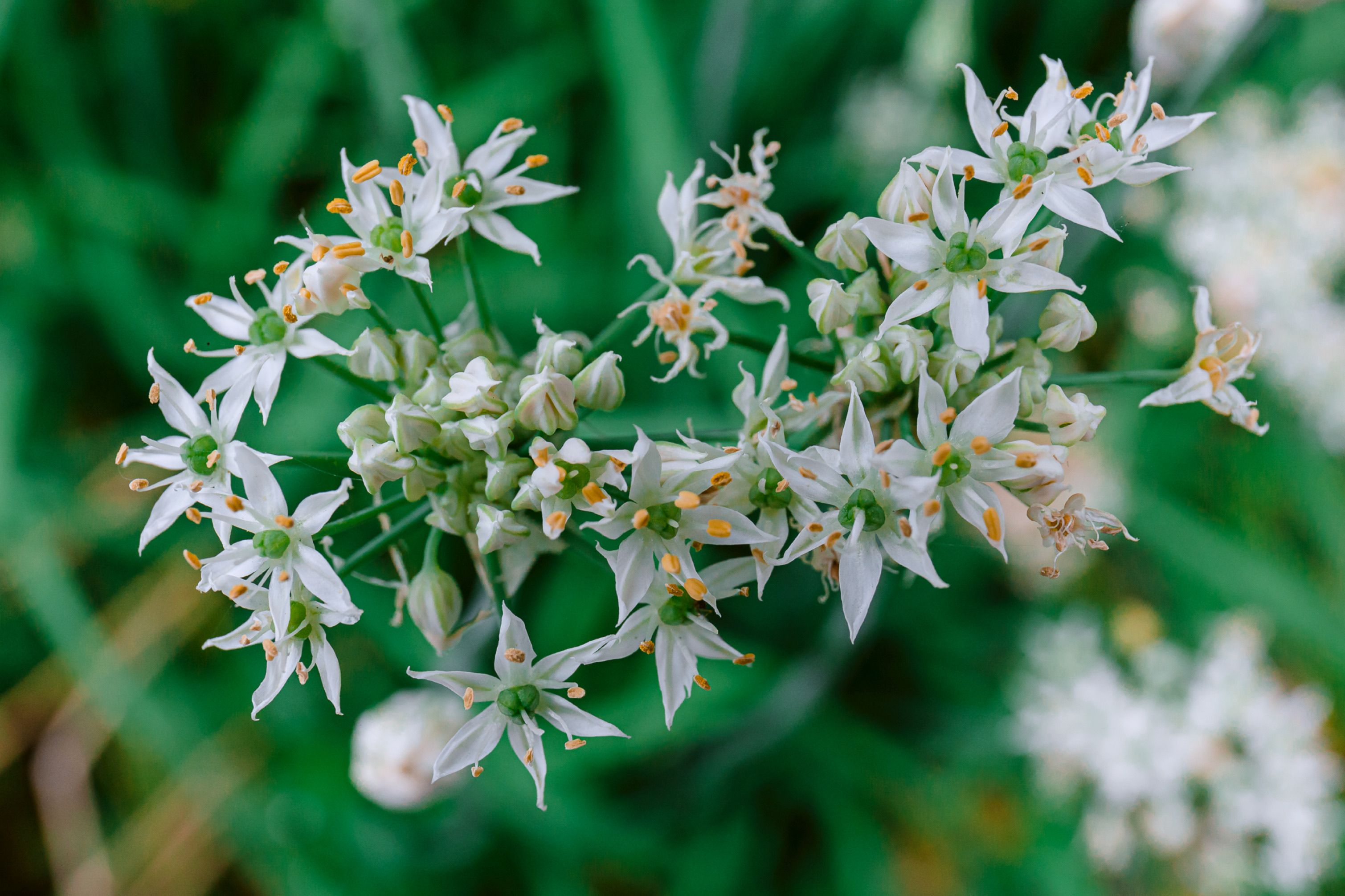 Close-Up of Garlic Chive Flowers in Bloom · Free Stock Photo