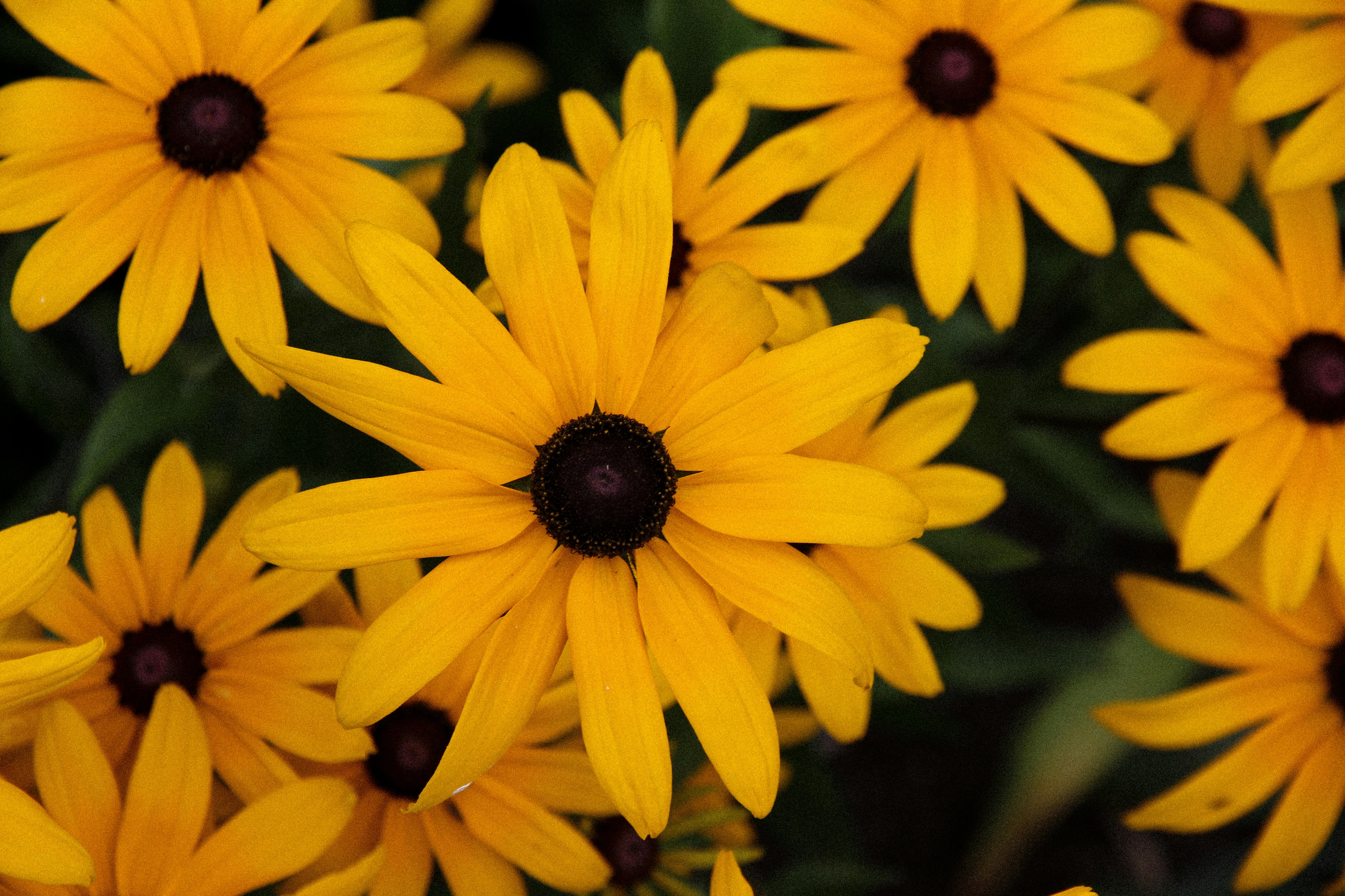 Sundrop Flower Photos, Download The BEST Free Sundrop Flower Stock ...