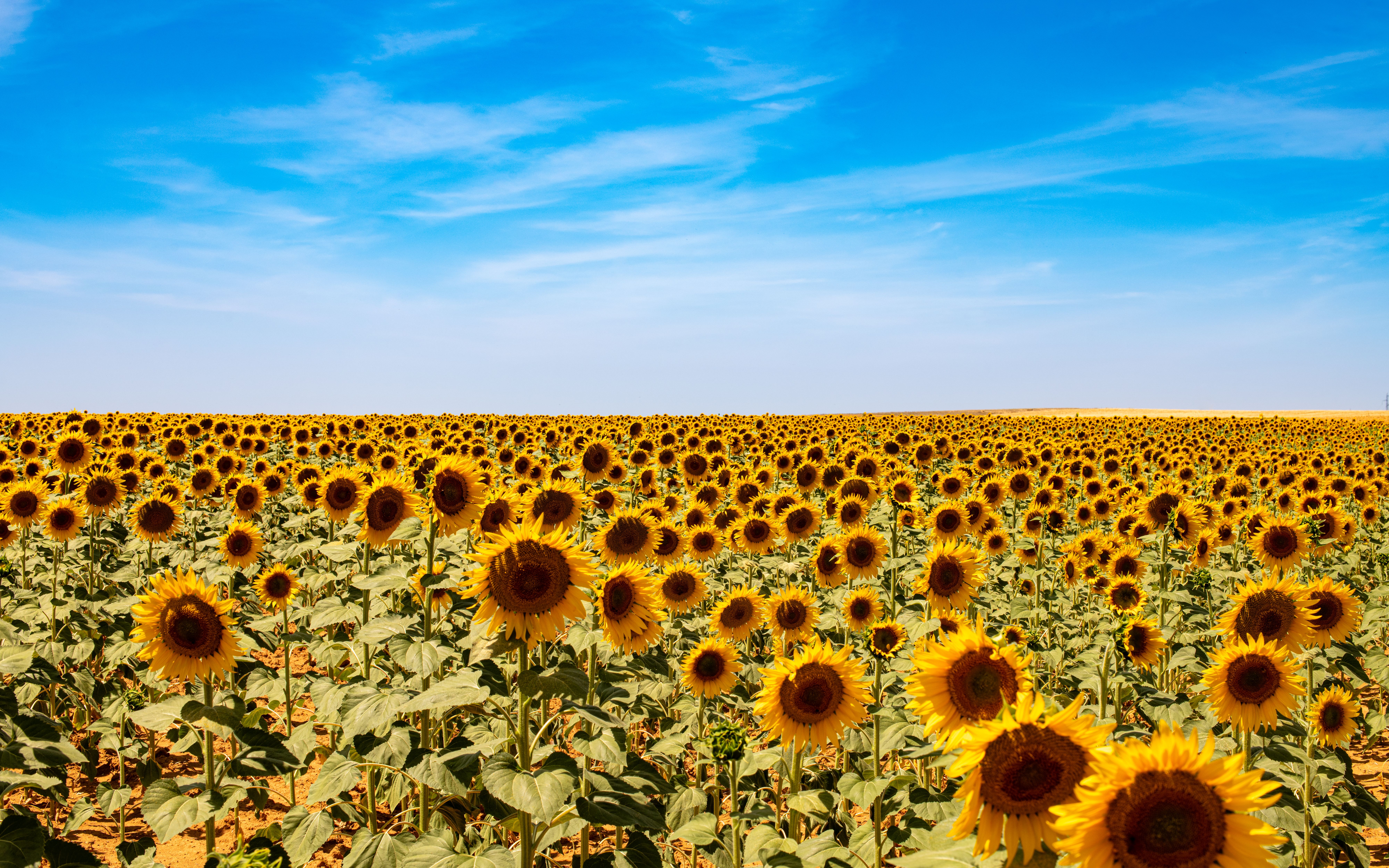 50.000+ Foto Spongebob Wallpaper Terbaik · Unduh Gratis 100% · Foto ...