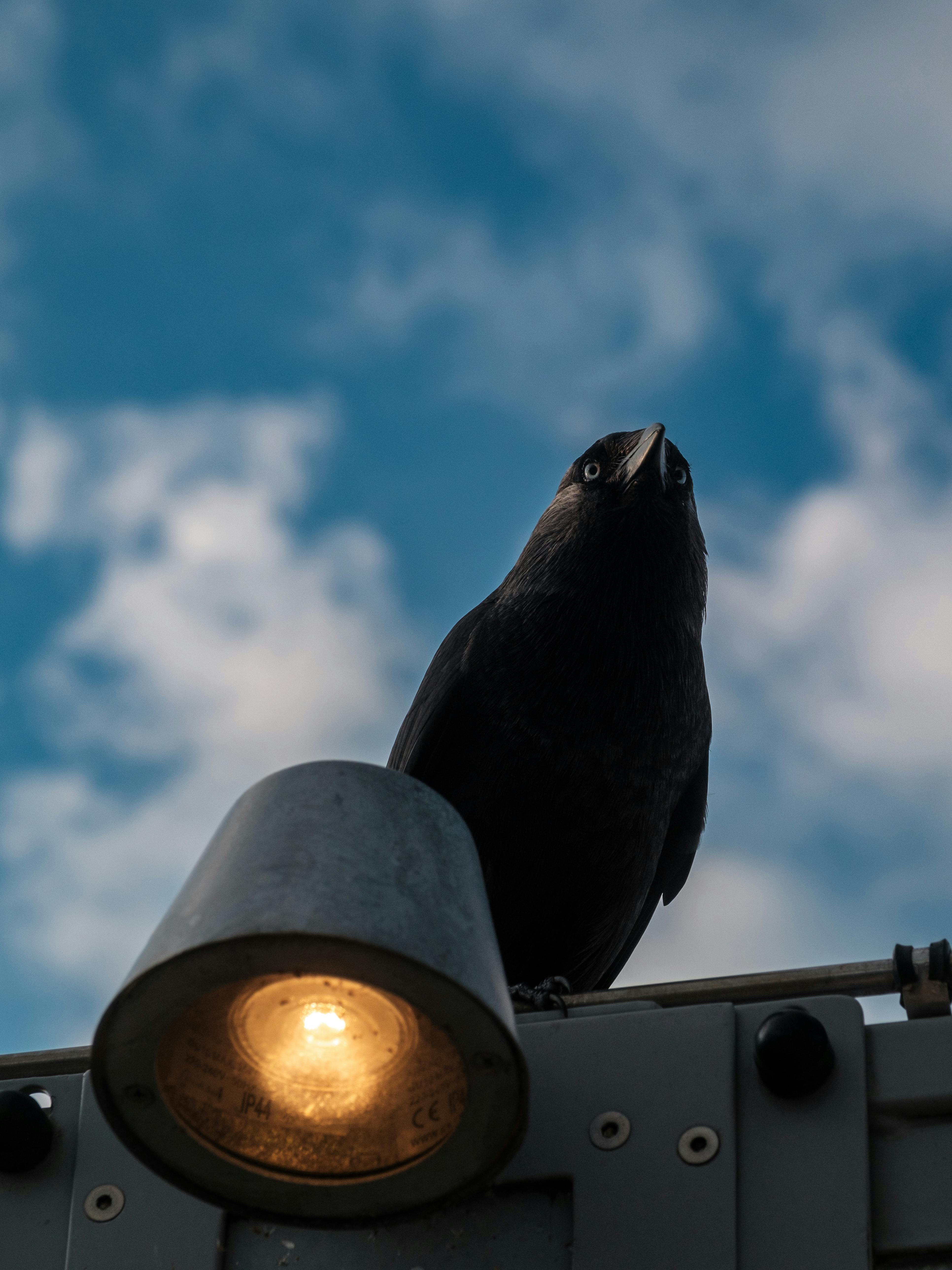 Crow Memes Photos, Download The BEST Free Crow Memes Stock Photos & HD ...