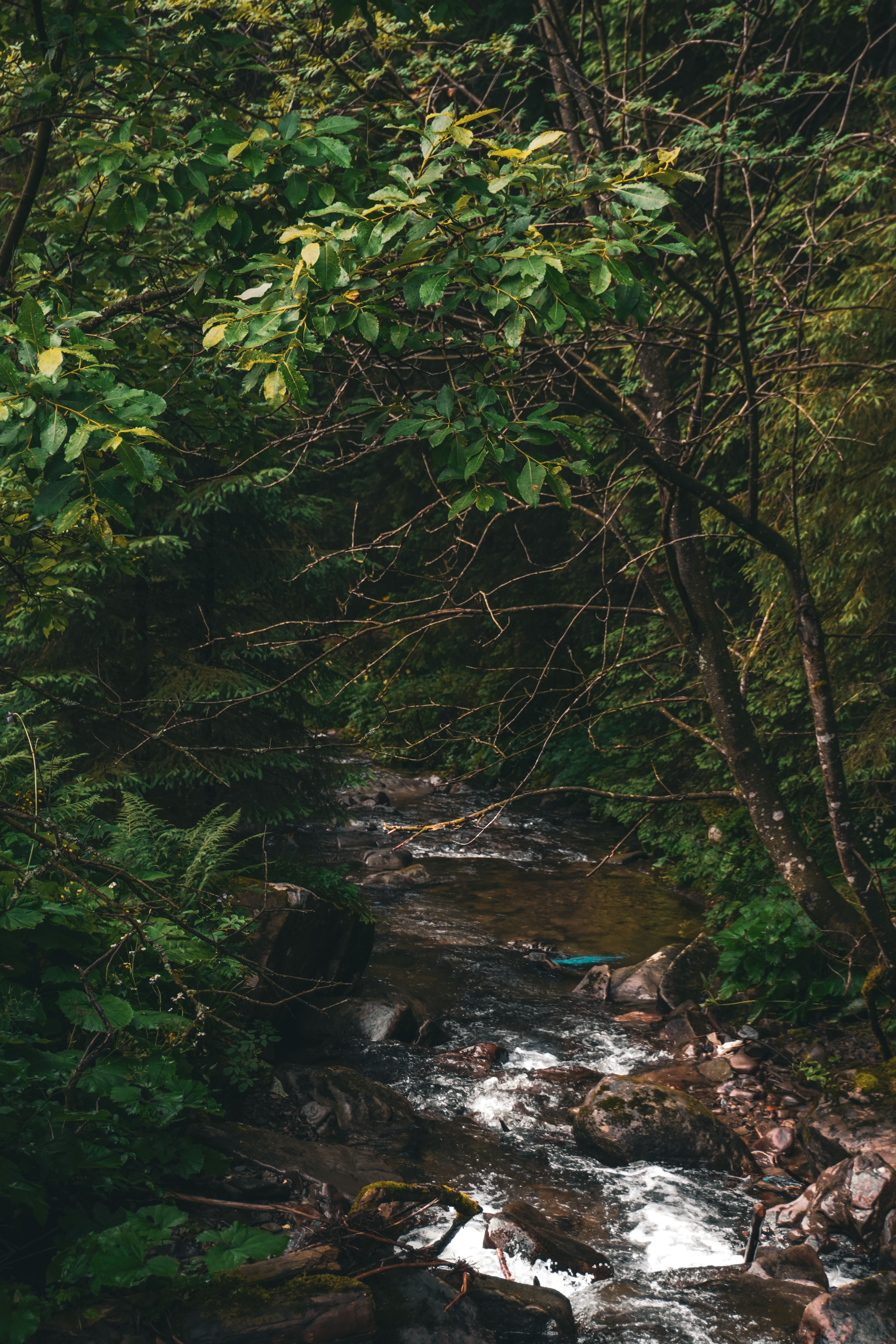 Serene Forest Stream Surrounded by Lush Greenery · Free Stock Photo