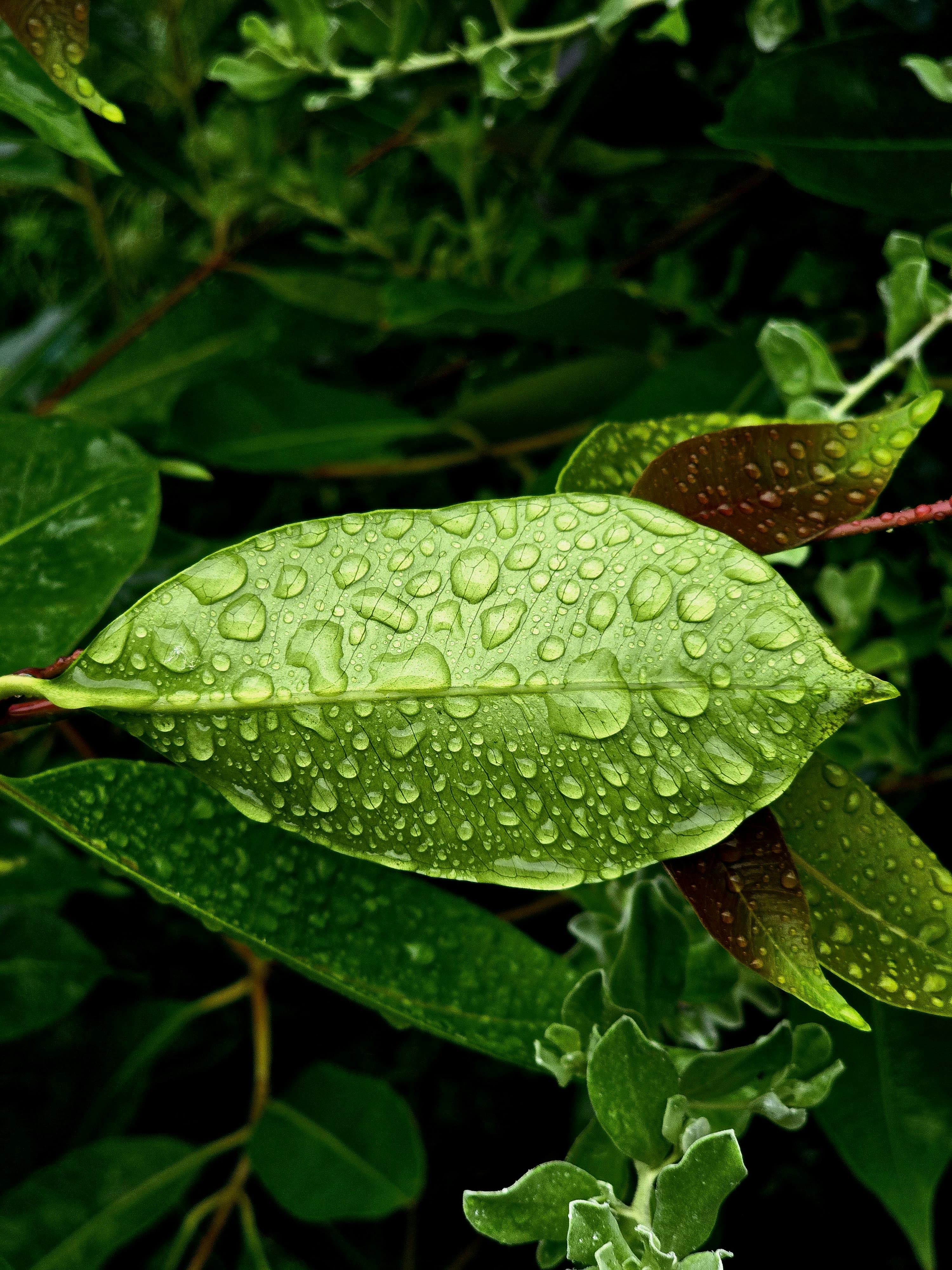 Green Paradox Photos, Download The BEST Free Green Paradox Stock Photos ...