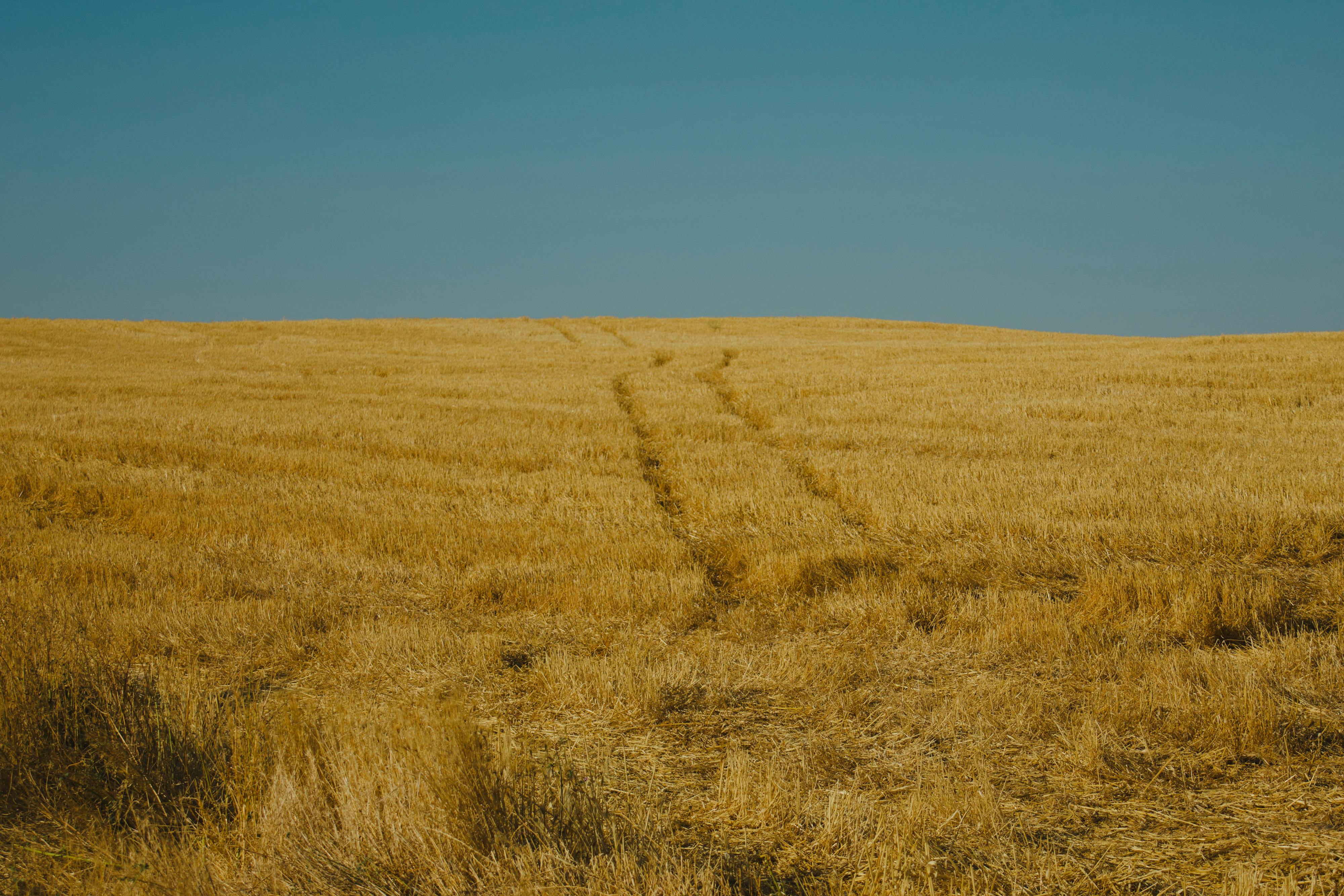 Gold Snitch Photos, Download The BEST Free Gold Snitch Stock Photos ...